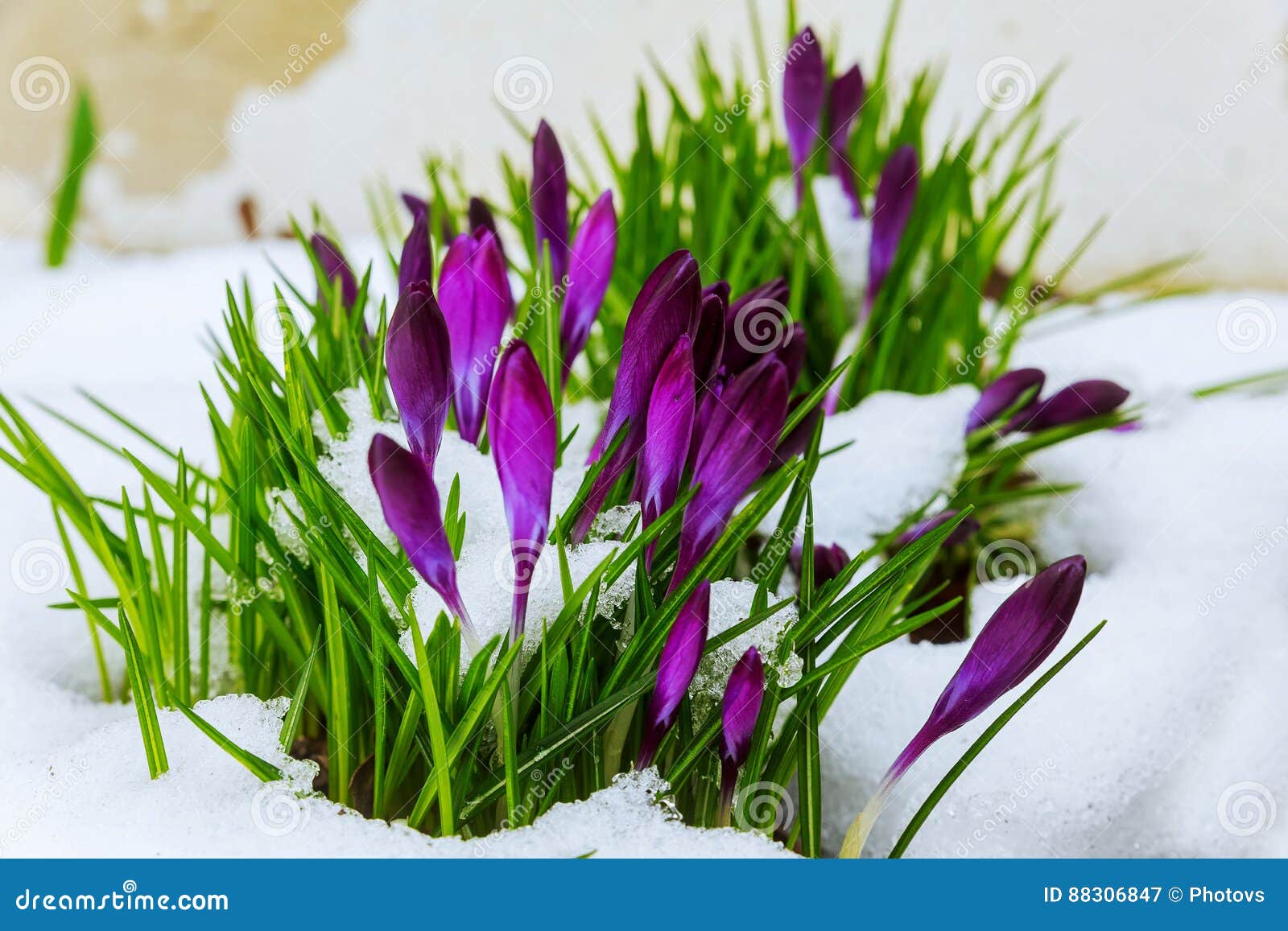 Blue Crocus Flowering from Snow Stock Image - Image of nice, group ...