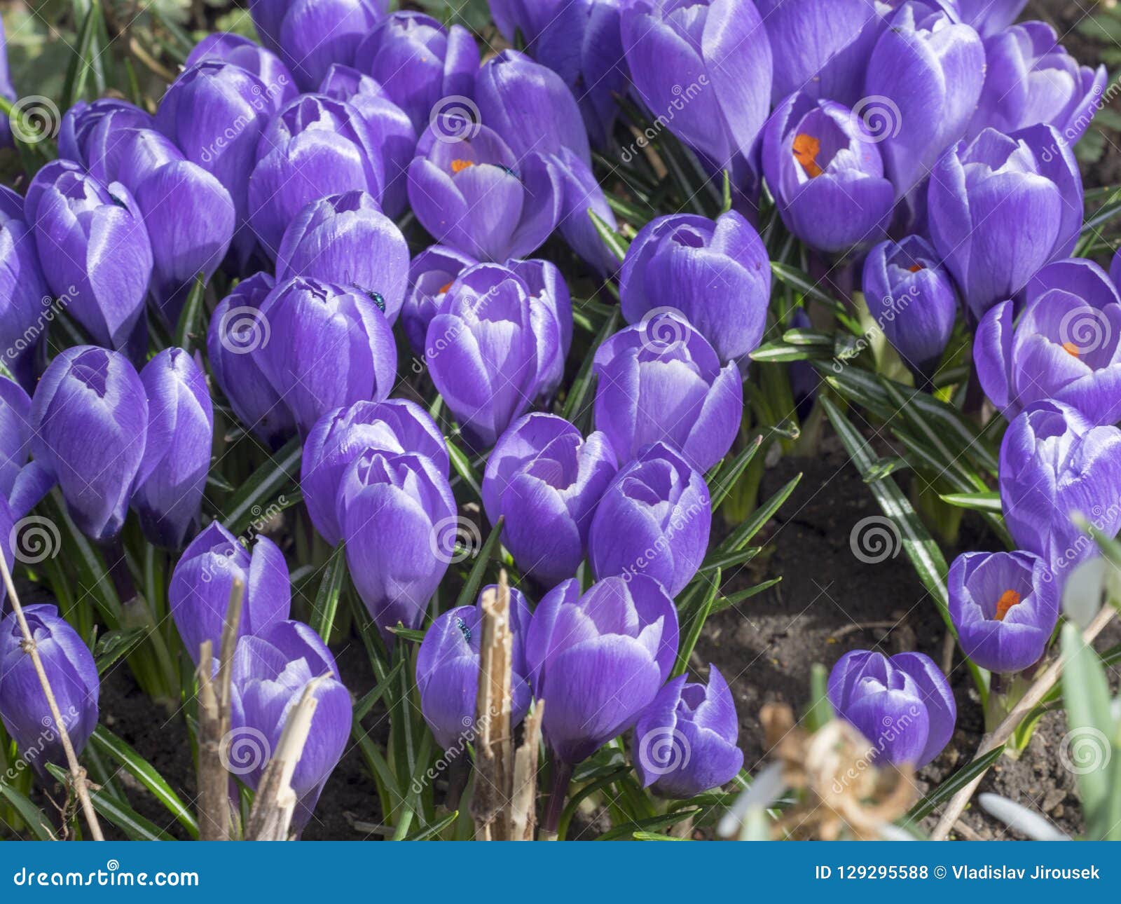 Blue crocus flowers stock photo. Image of white, light - 129295588