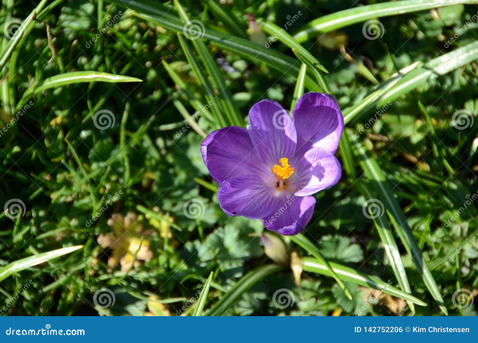 Blue Crocus Flower in a Lawn Stock Photo - Image of early, saffron ...