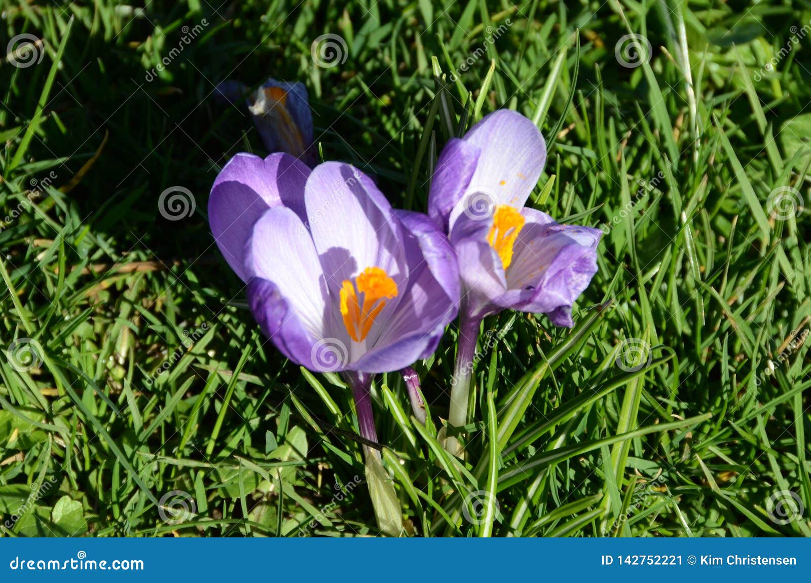 Blue Crocus Flowers in a Lawn Stock Image - Image of blue, plant: 142752221
