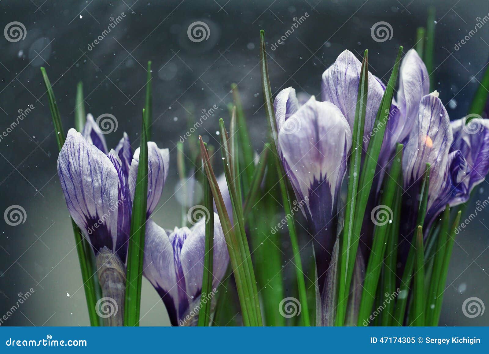 Blue crocus flowers spring stock image. Image of garden - 47174305