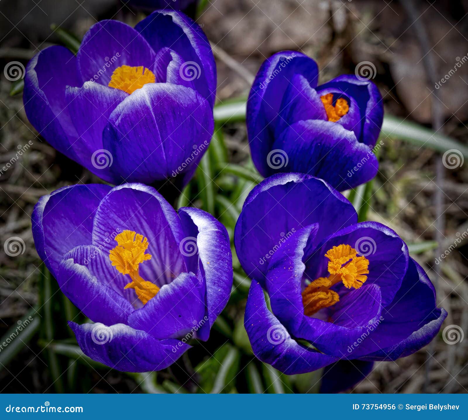 Blue Crocus , Macro, Four Flowers Stock Photo - Image of detail ...