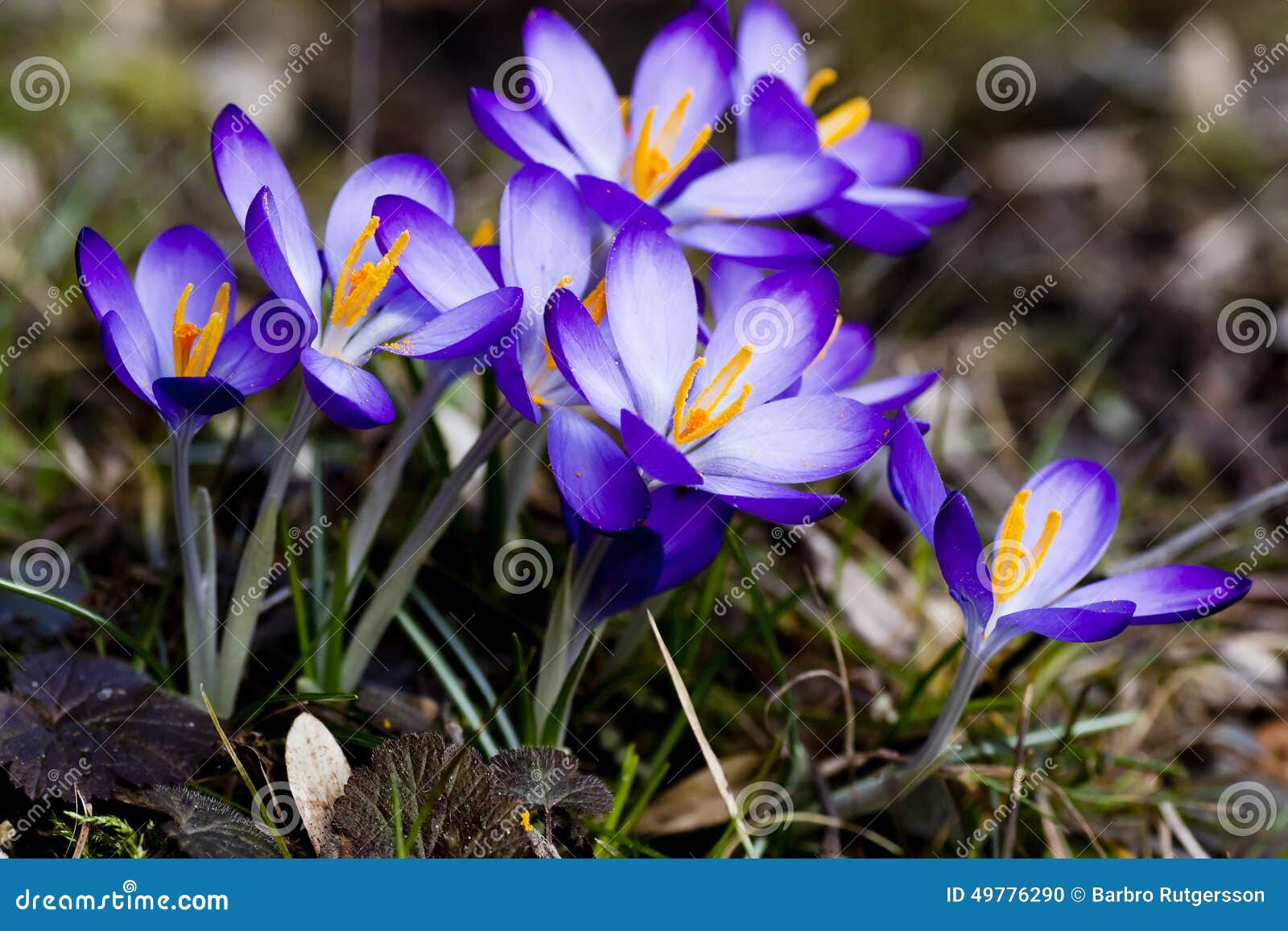 Blue crocus stock photo. Image of early, springtime, blossom - 49776290