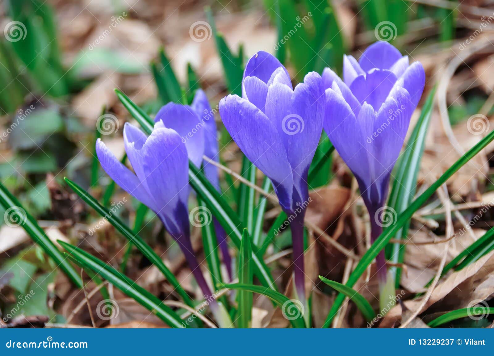 Blue Crocuses stock image. Image of fine, glow, nature - 13229237