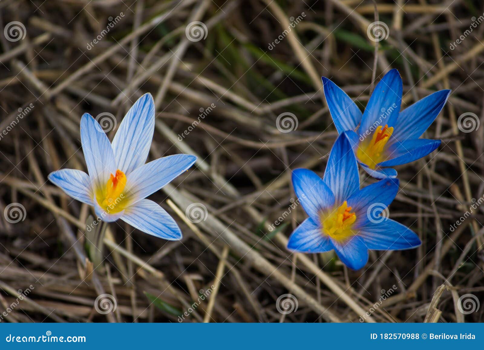 Blue Crocuses in the Dry Grass. Stock Photo - Image of crocus, fresh ...