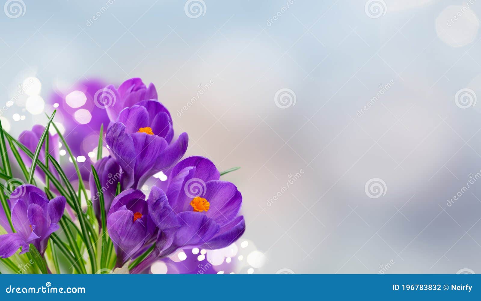 Blue crocuses flowers stock photo. Image of blossom - 196783832