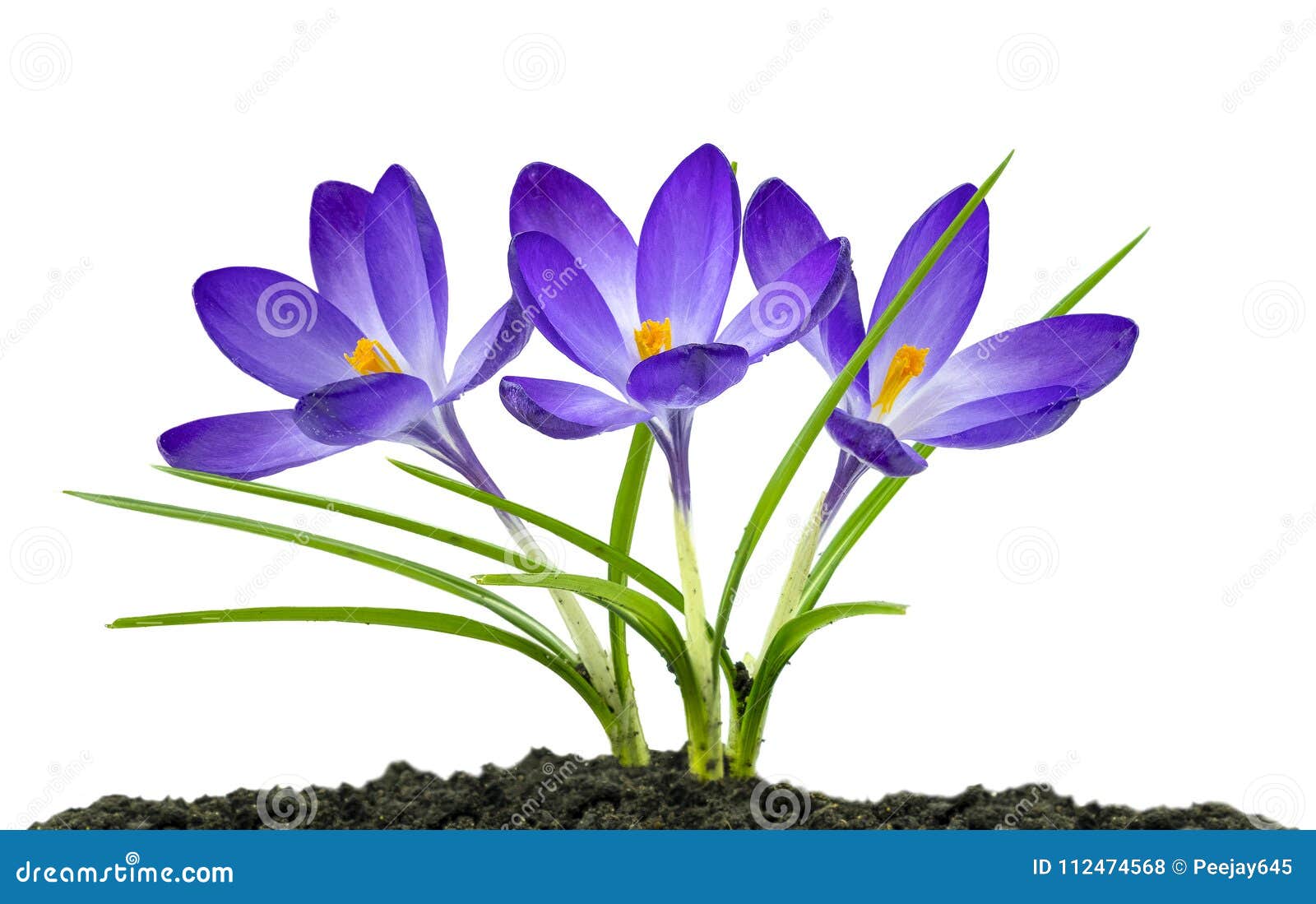 Blue Crocuses stock photo. Image of background, green - 112474568