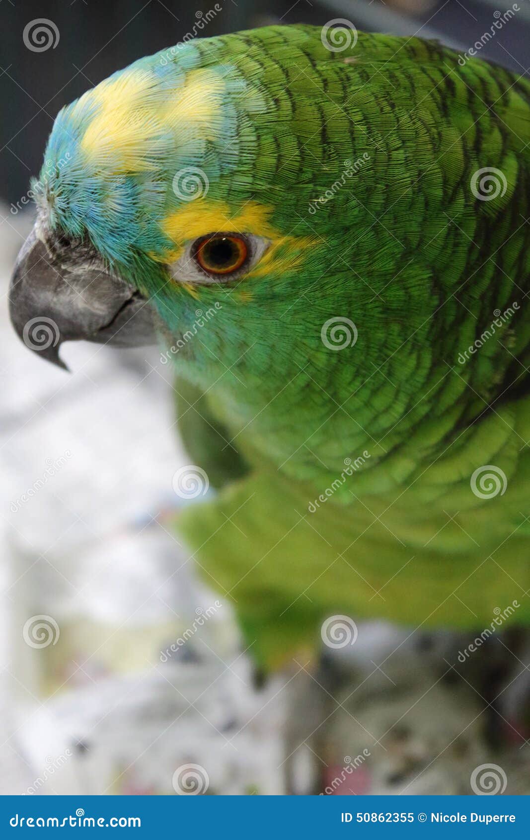 Blue Crowned Amazon stock image. Image of parrot, crowned - 50862355
