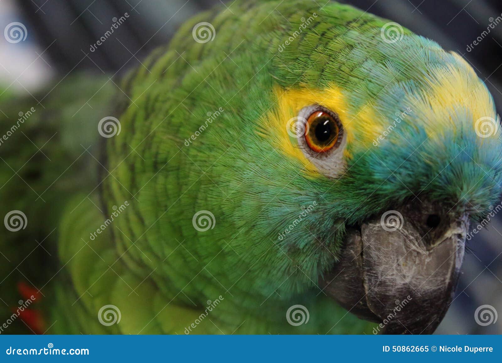 Blue Crowned Amazon stock image. Image of america, blue - 50862665