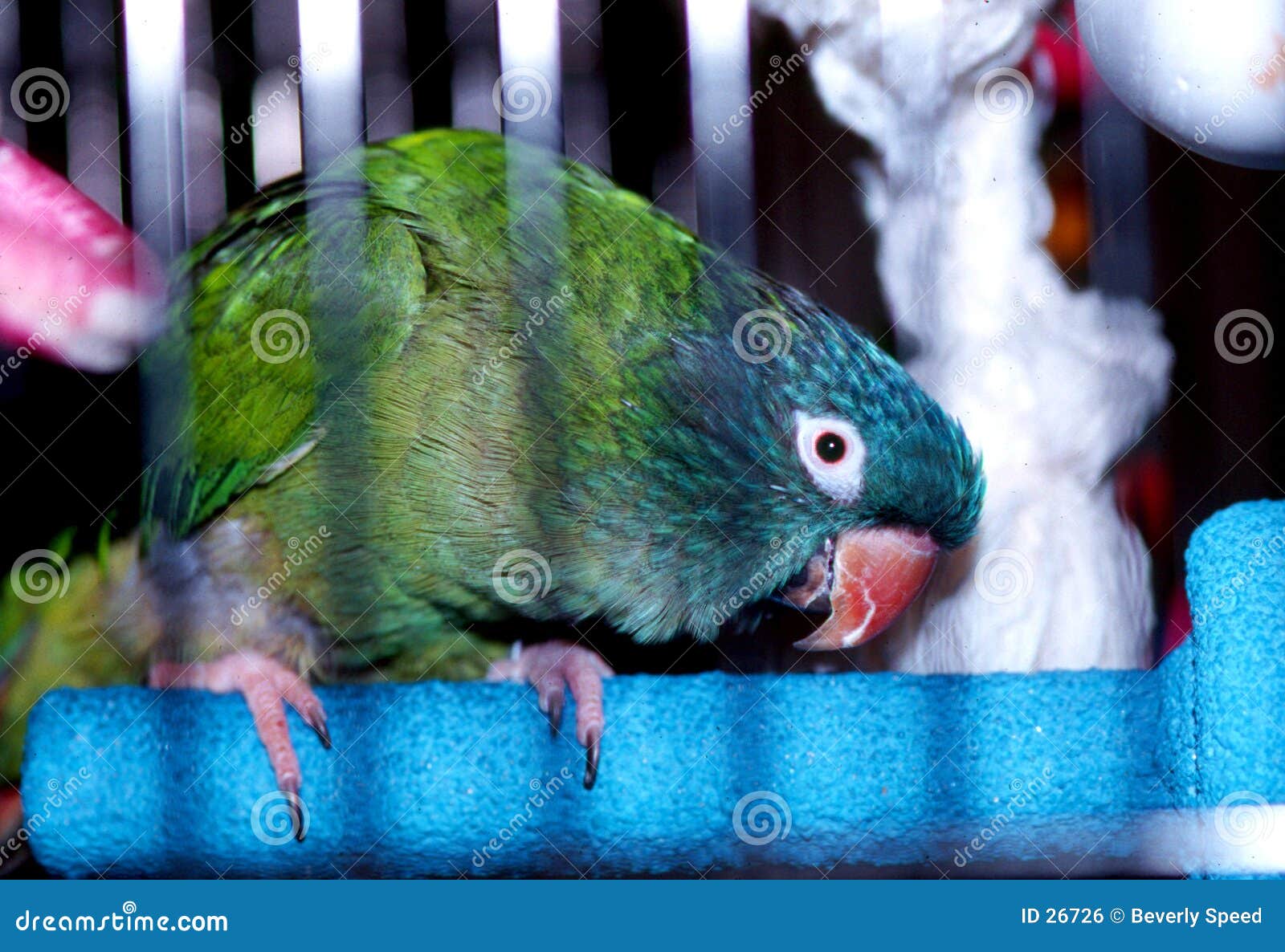 Blue Crowned Conure stock photo. Image of pets, bird, exotic - 26726