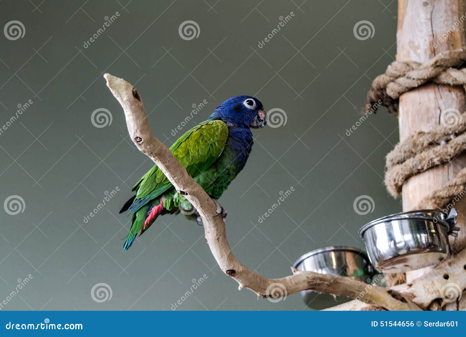 Blue-Crowned-Conure stock photo. Image of wing, tail - 51544656