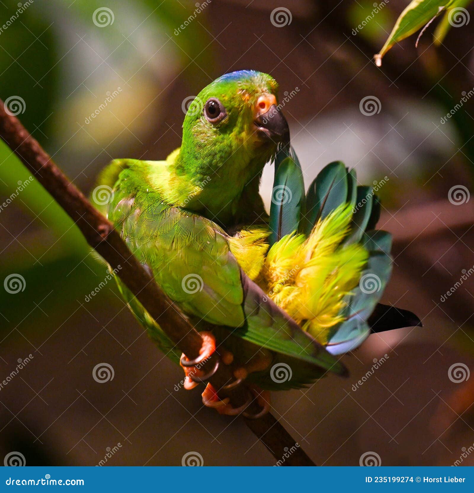 The Blue Crowned Hanging Parrot On Postage Stamp Editorial Photo ...