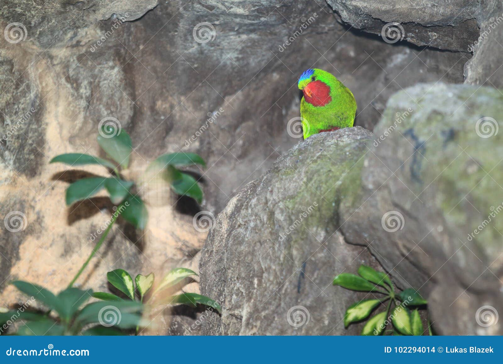 Blue-crowned lory stock photo. Image of nature, animal - 102294014