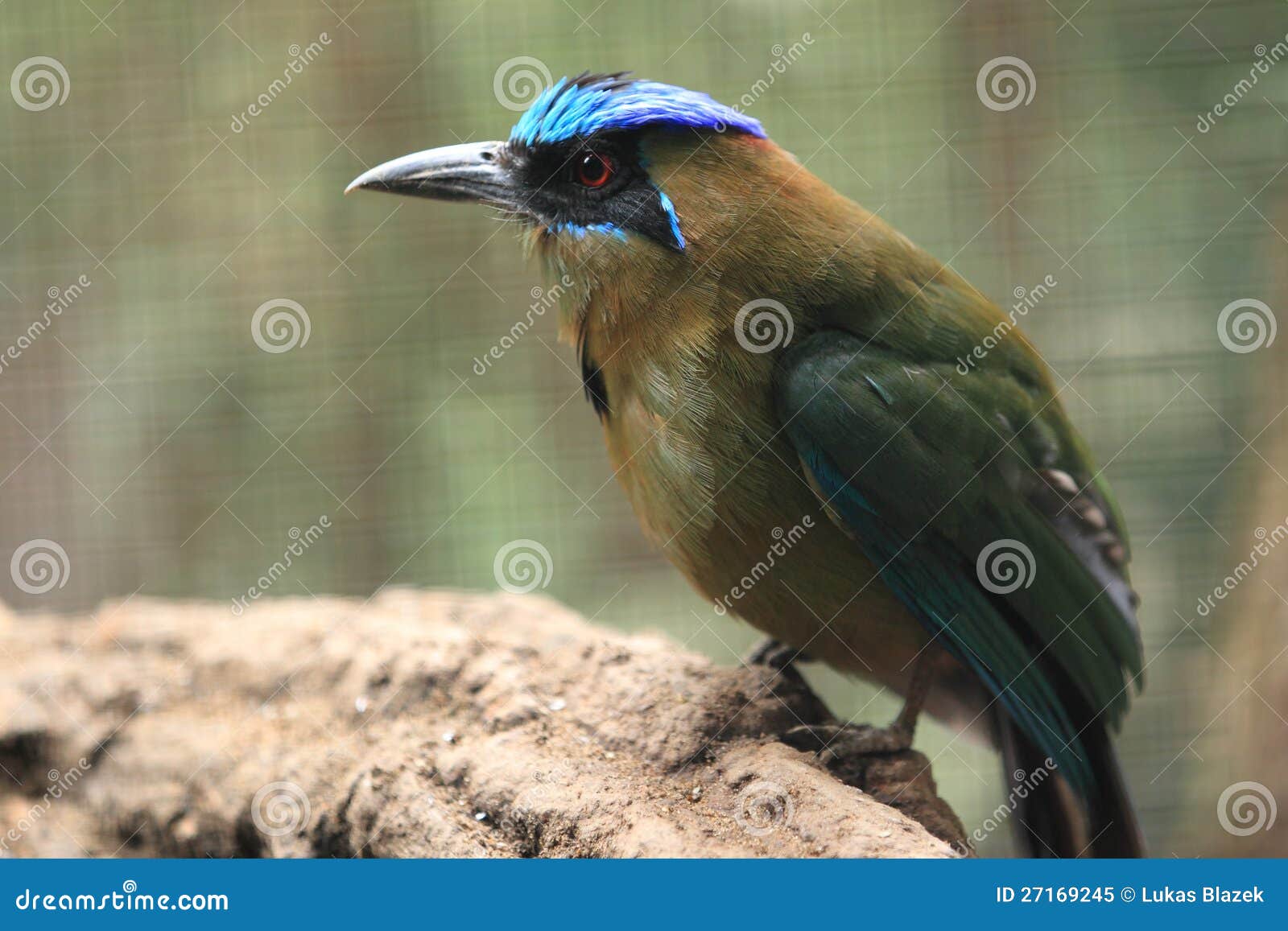 Blue-crowned mormot stock image. Image of bird, blue - 27169245