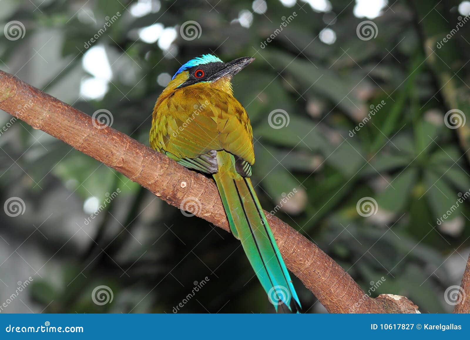 Blue crowned motmot stock image. Image of momota, momotus - 10617827