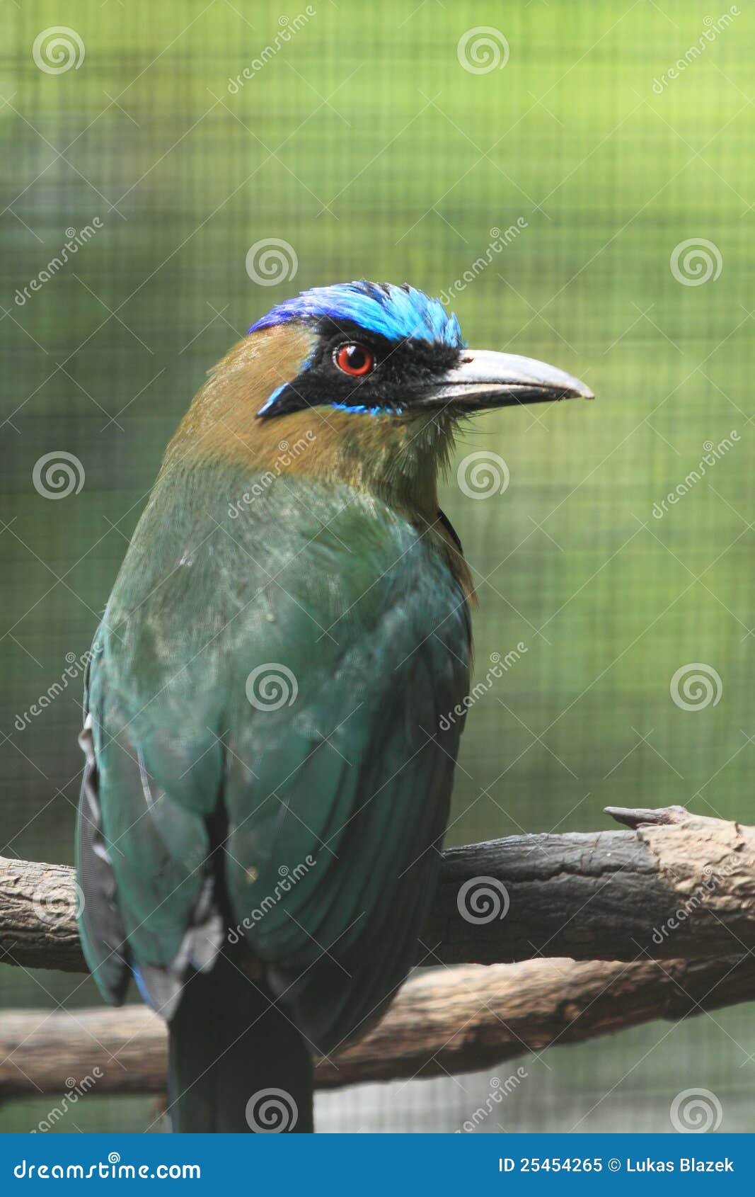 Blue-crowned motmot stock image. Image of blue, motmot - 25454265