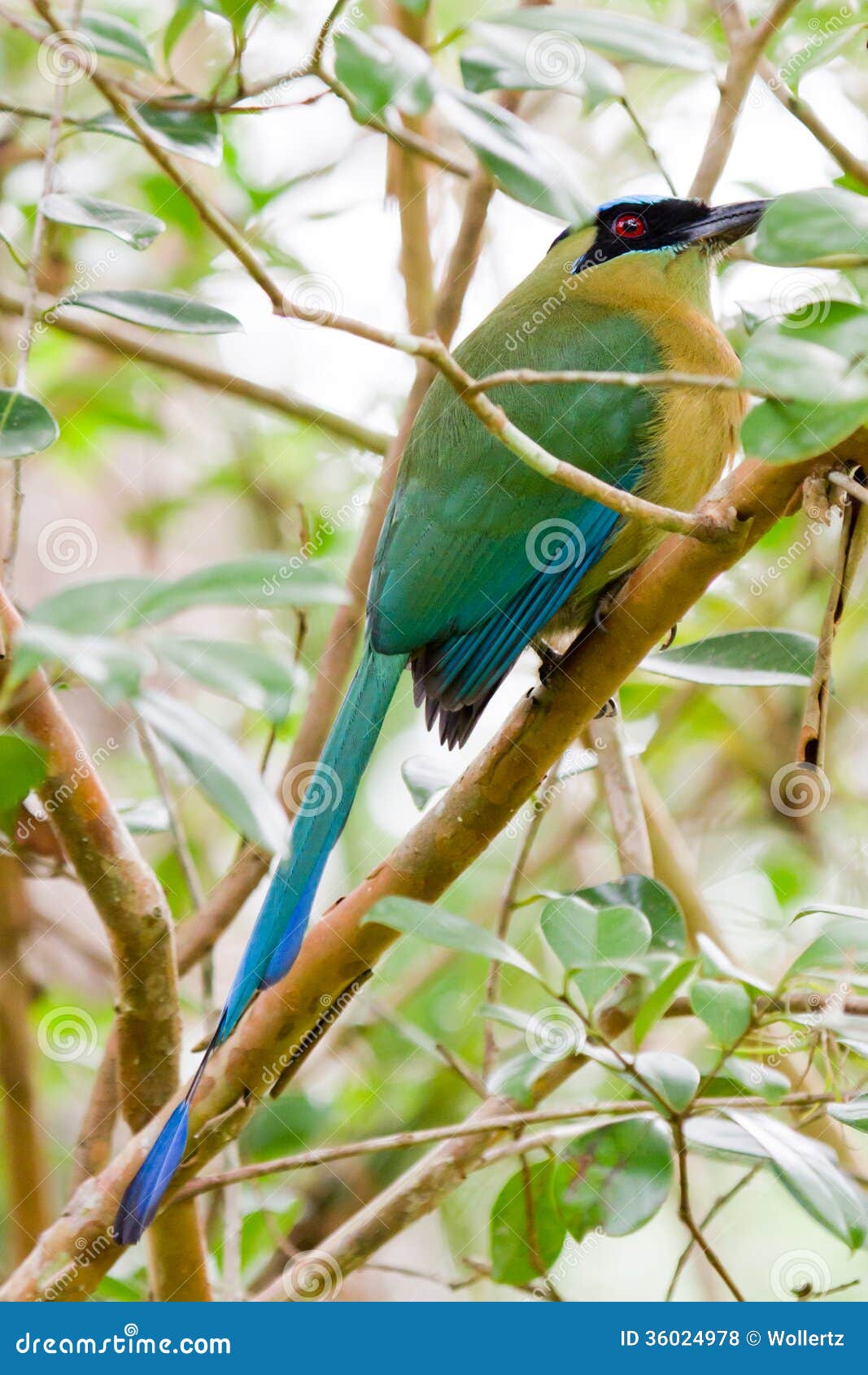 Blue crowned motmot stock photo. Image of central, mountain - 36024978