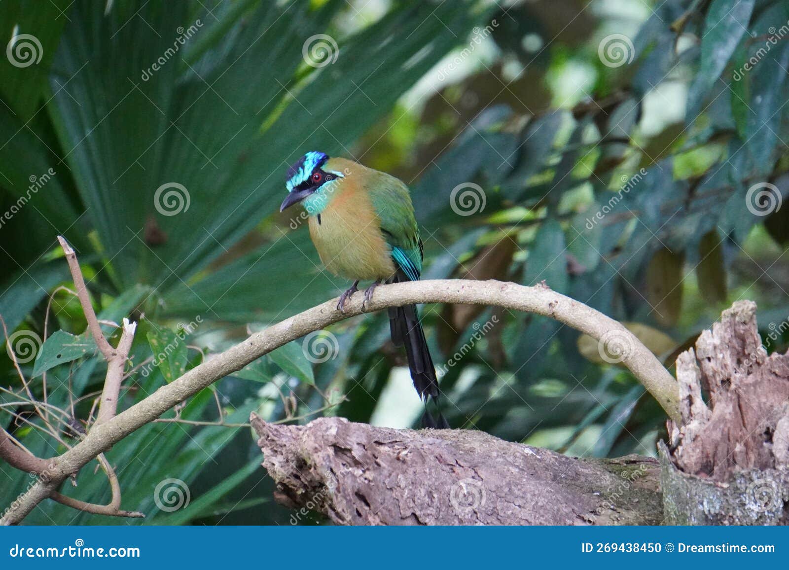 Blue-crowned Motmot stock photo. Image of black, crowned - 269438450
