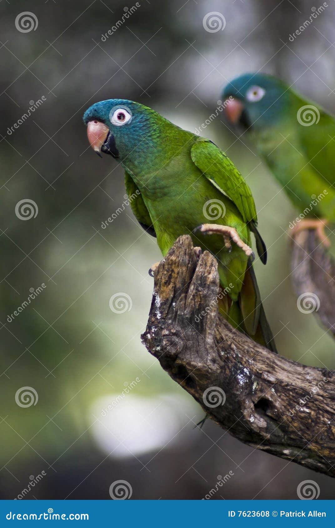 Blue-crowned Parakeet stock photo. Image of mischievous - 7623608