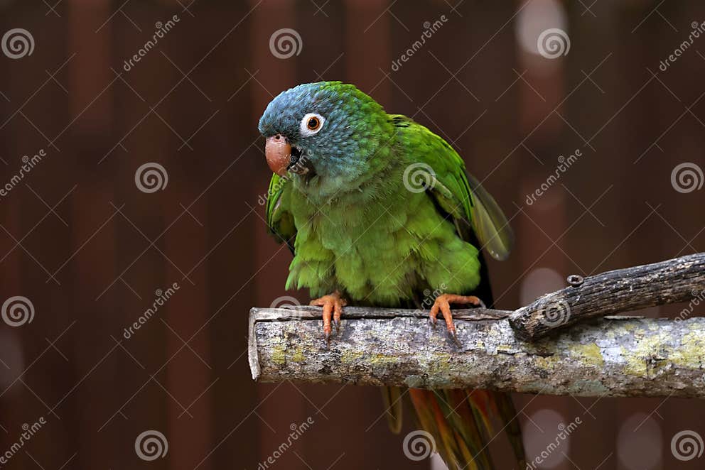 Blue-crowned Parakeet Perched Stock Photo - Image of wildlife, parrot ...