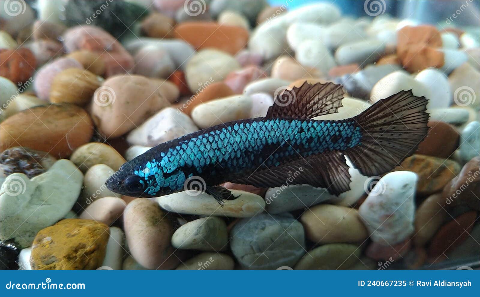 Blue cupang stock image. Image of underwater, seafood - 240667235