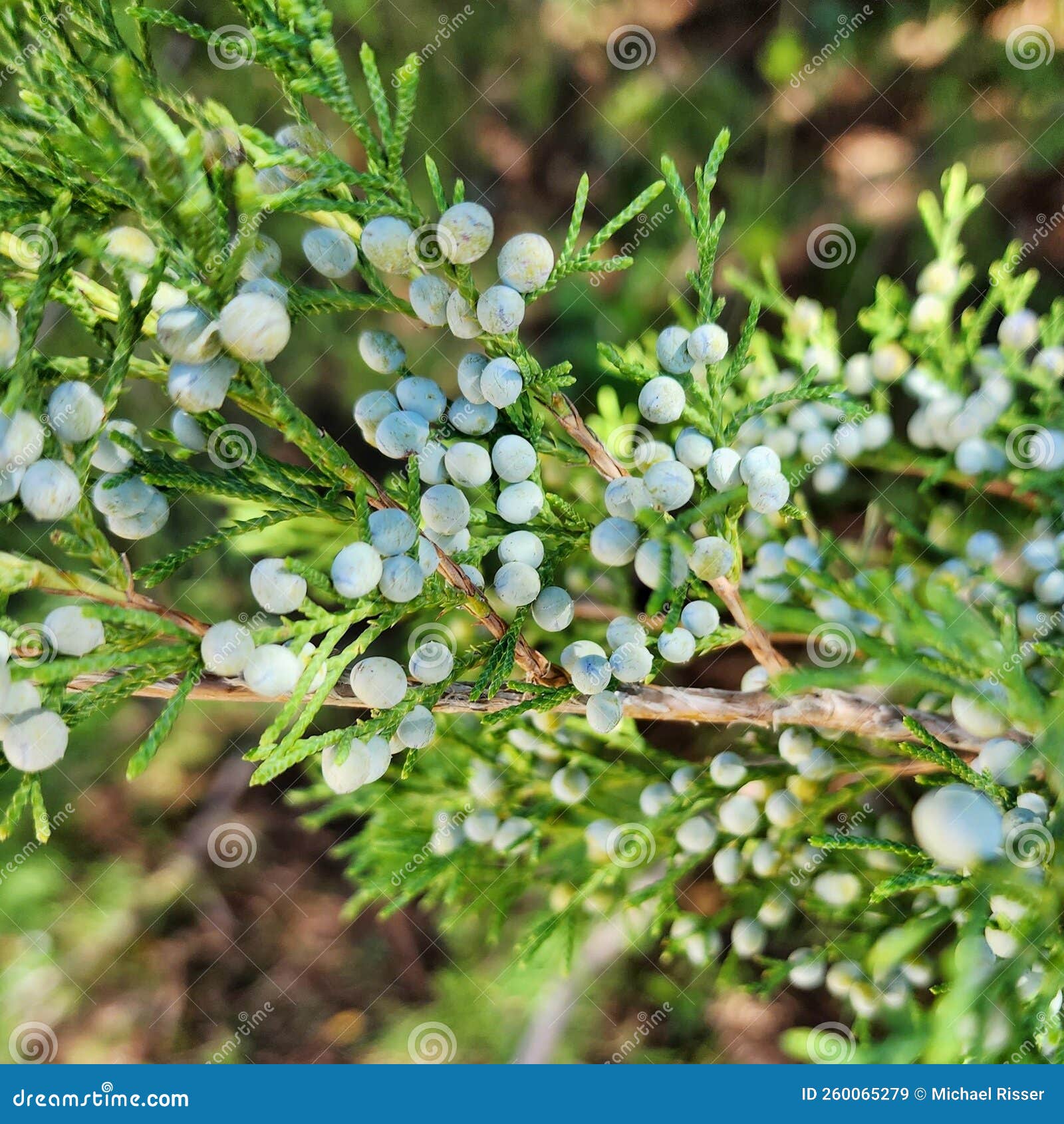 Blue cypress berries stock image. Image of cypress, nature - 260065279