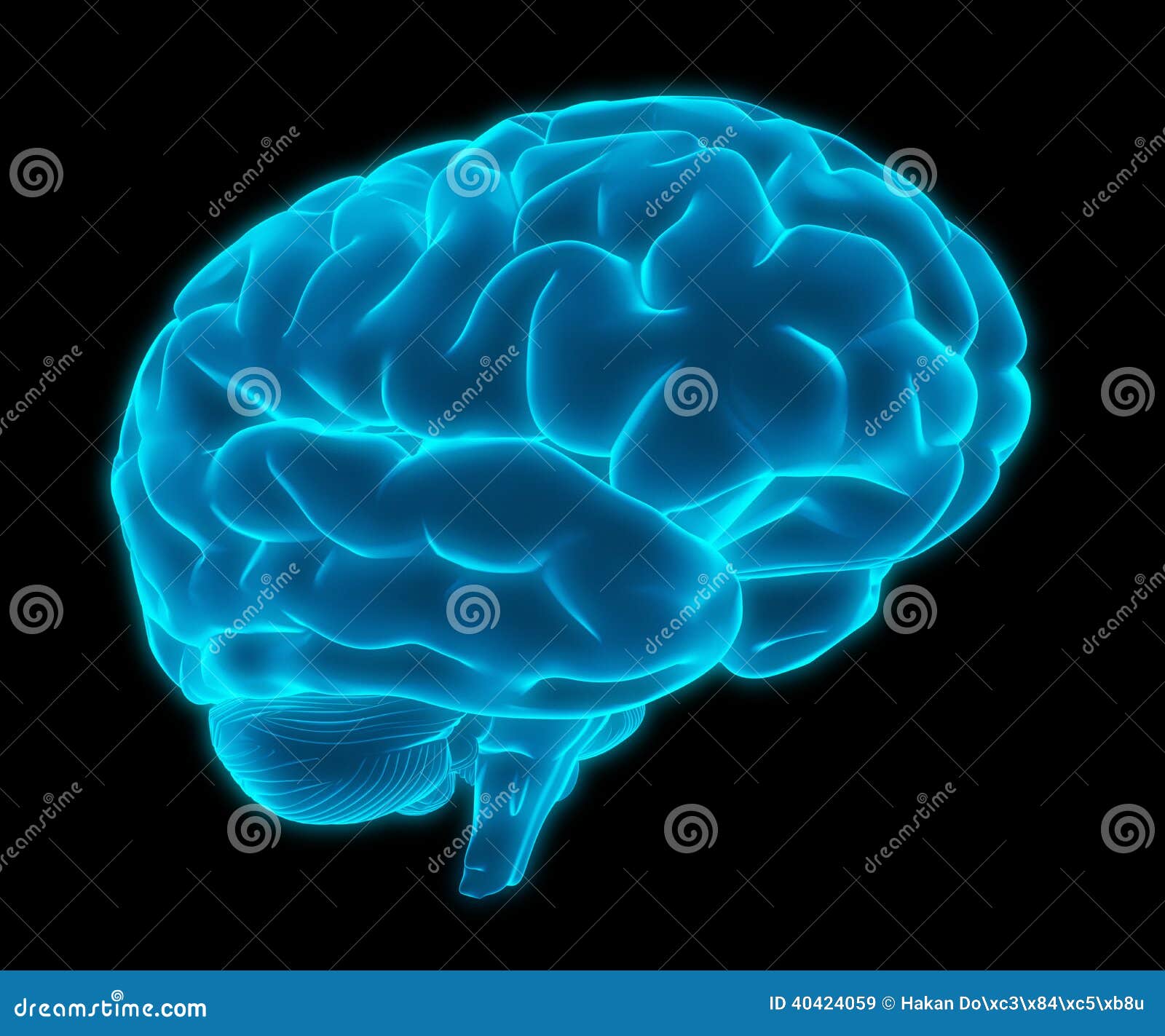 Blue 3d human brain model