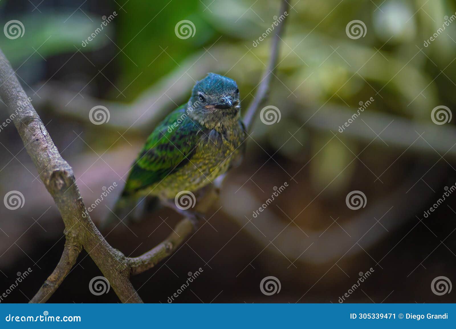 Blue Dacnis hatchling stock image. Image of blue, biology - 305339471