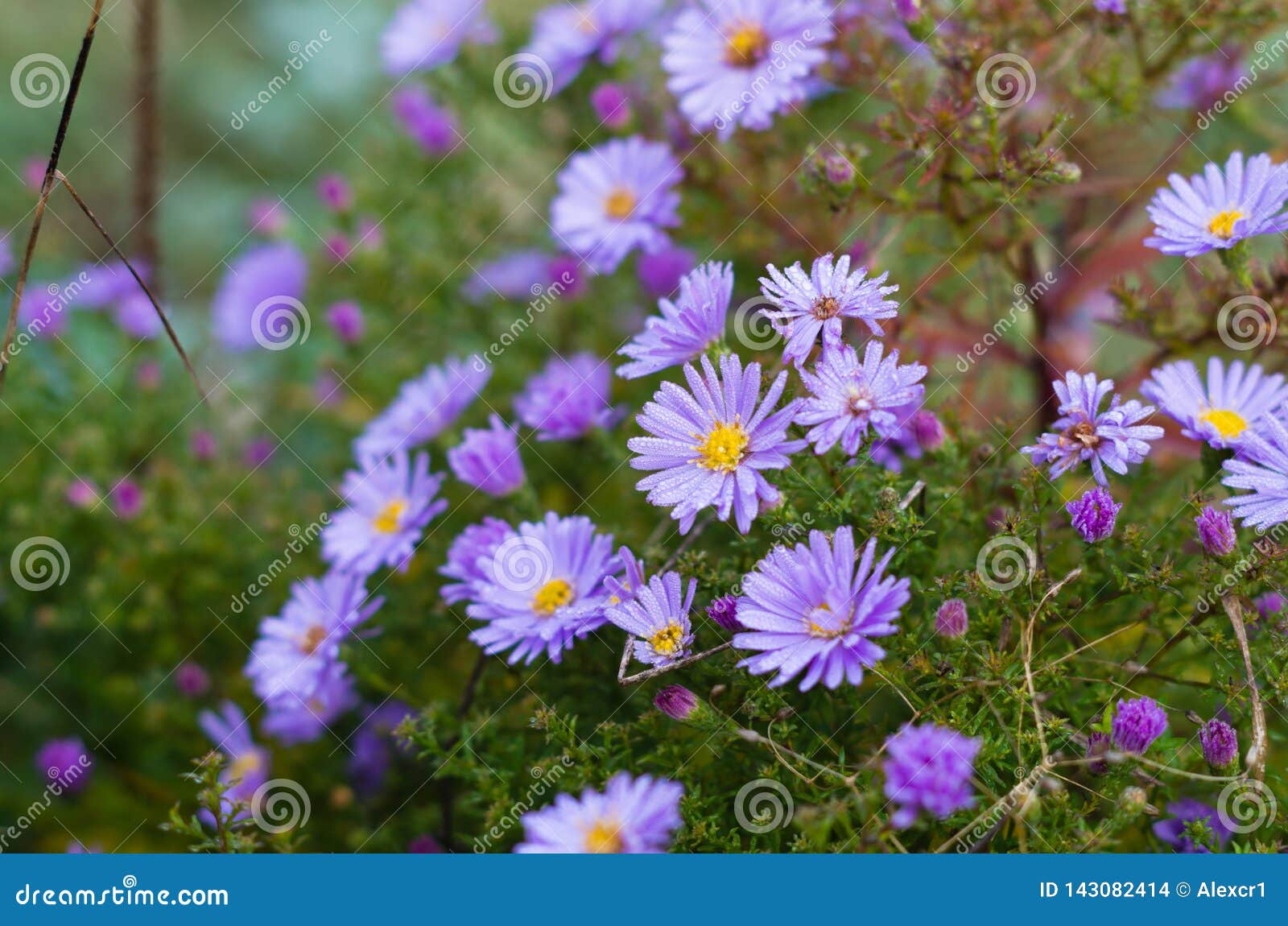 Blue Daisies with Dew Drops Stock Photo - Image of color, daisy: 143082414