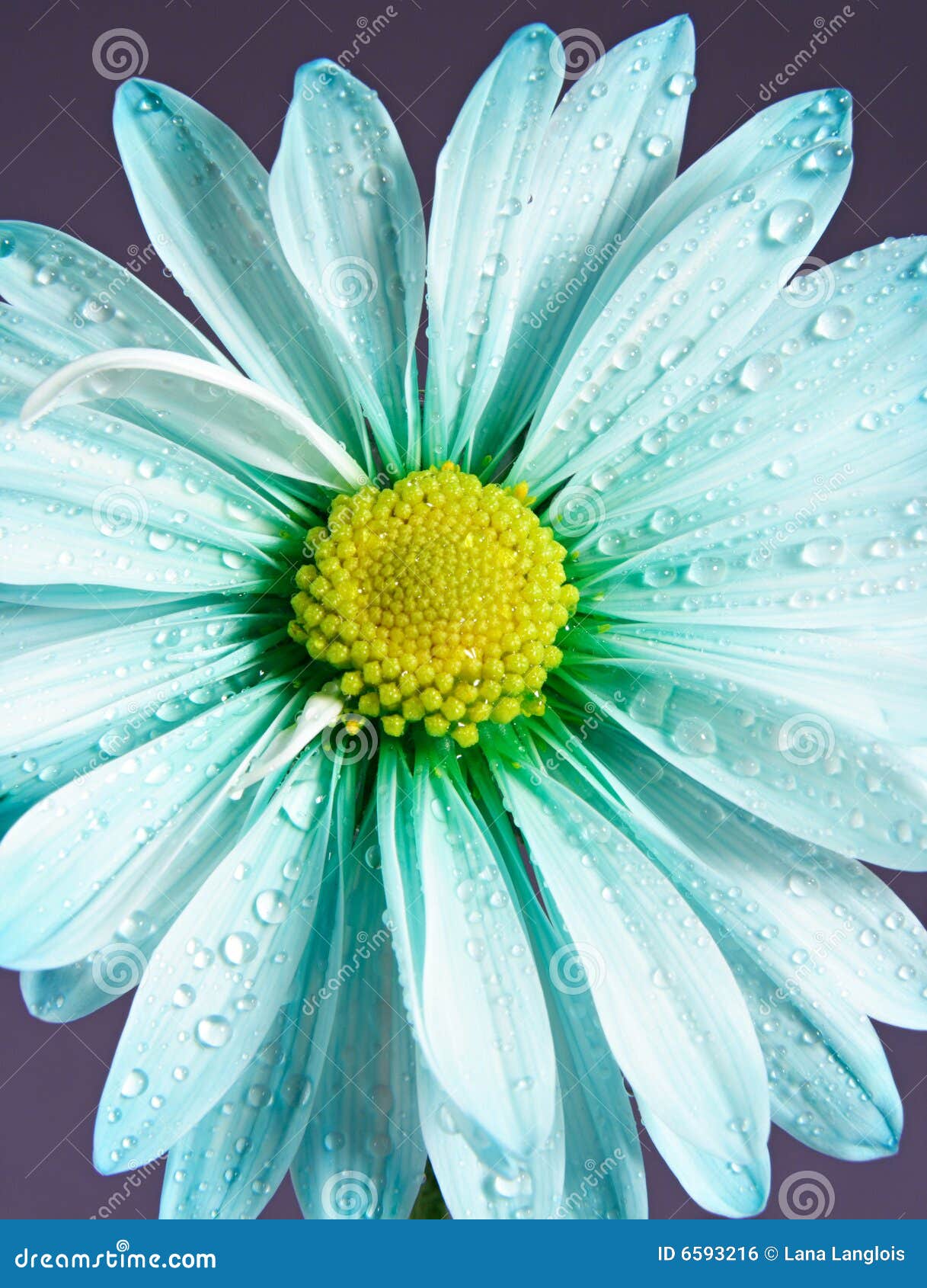 Blue daisy stock photo. Image of daisy, drop, closeup - 6593216