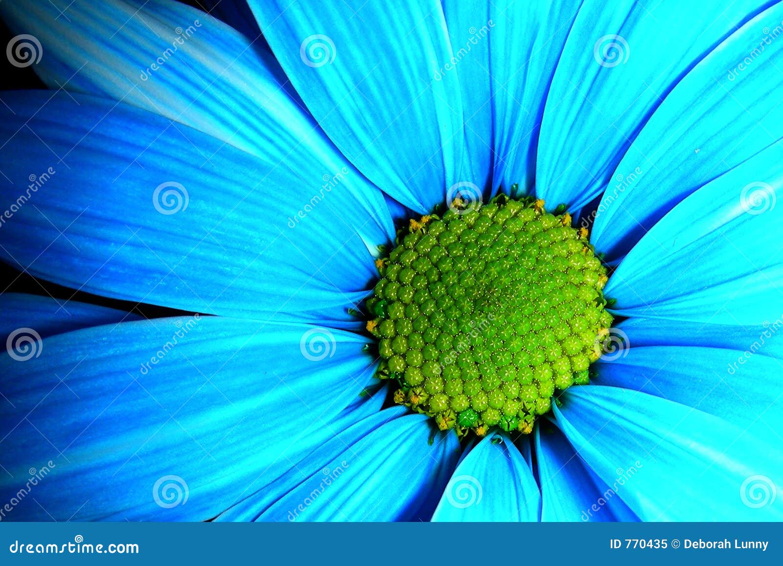 Blue daisy stock image. Image of daisy, sunshine, blue - 770435