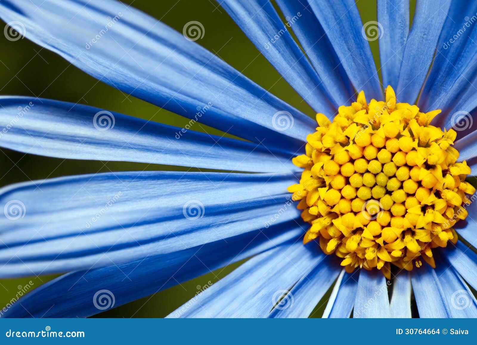 Blue daisy, close up stock photo. Image of botany, closeup - 30764664