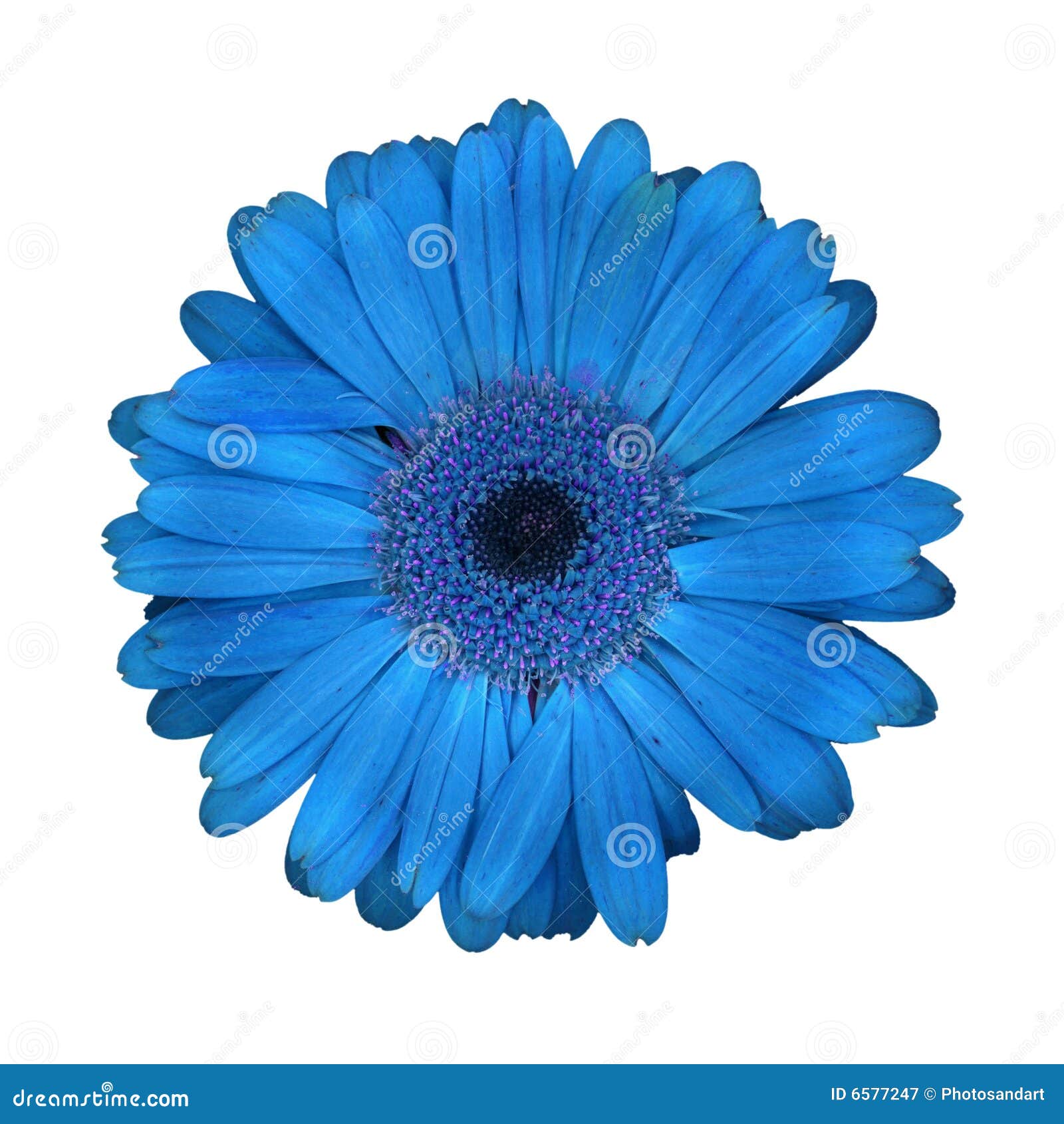 Blue Daisy Design stock image. Image of flower, texture - 6577247