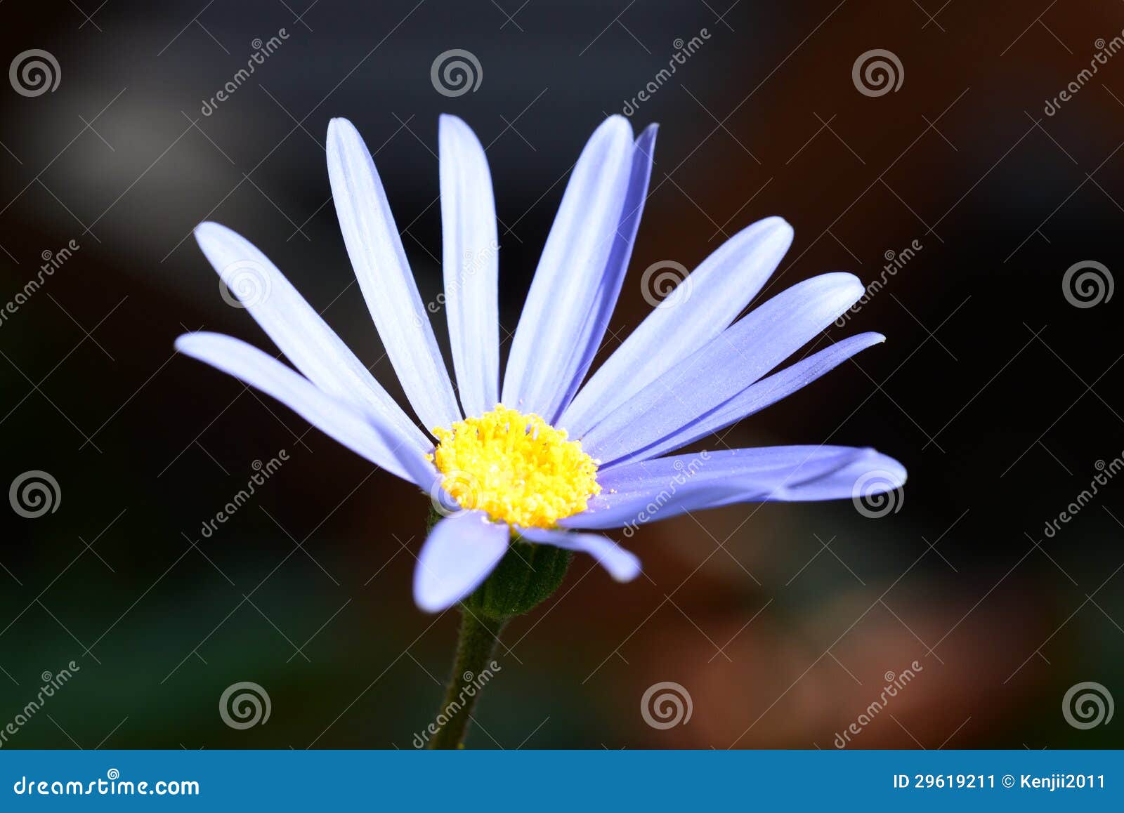 Blue daisy flower stock image. Image of plant, botany - 29619211