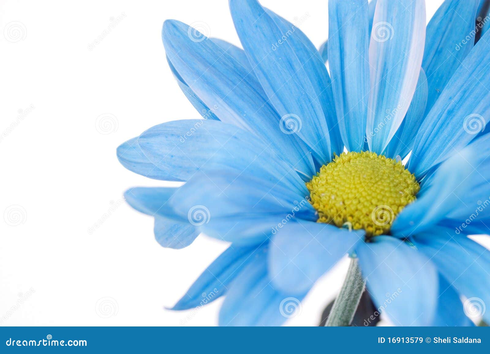 Blue Daisy Flower On A White Isolated Background With Clipping Path ...