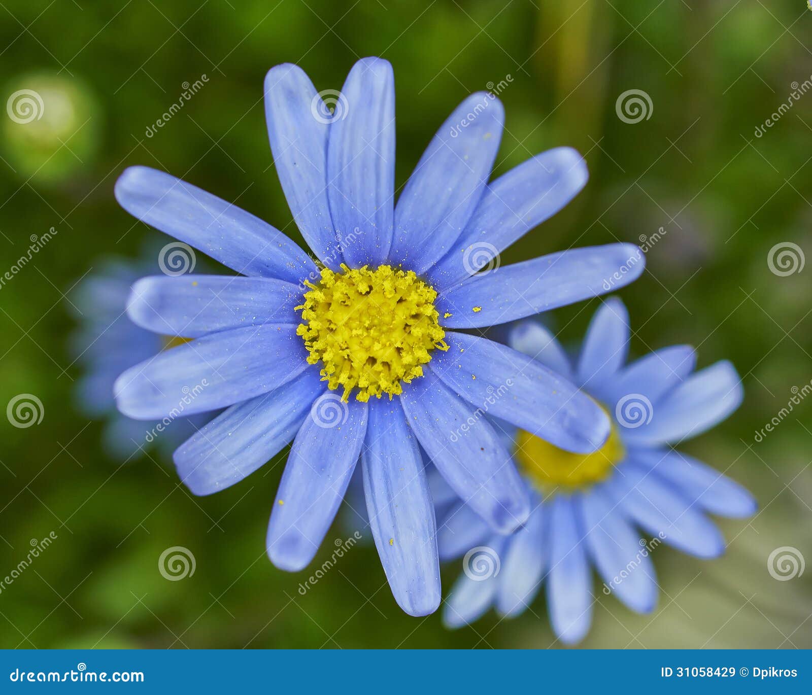 Blue daisy flower closeup stock image. Image of margaritas - 31058429