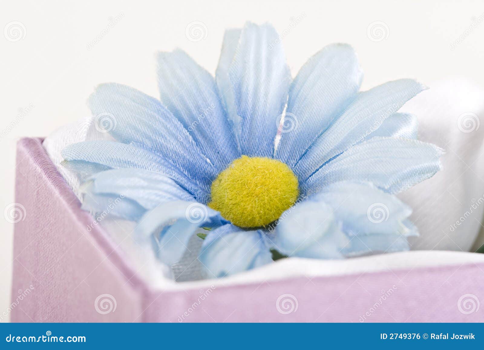 Blue daisy in gift box stock photo. Image of daisy, present - 2749376