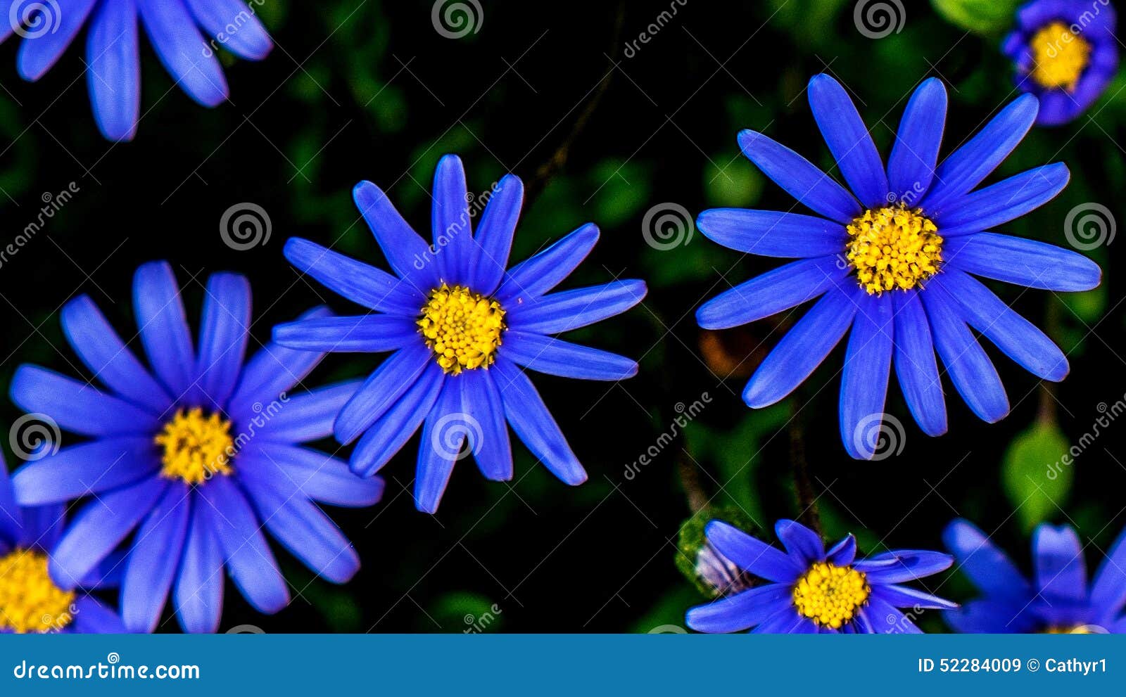 Blue Daisy stock image. Image of yellow, flora, blossom - 52284009