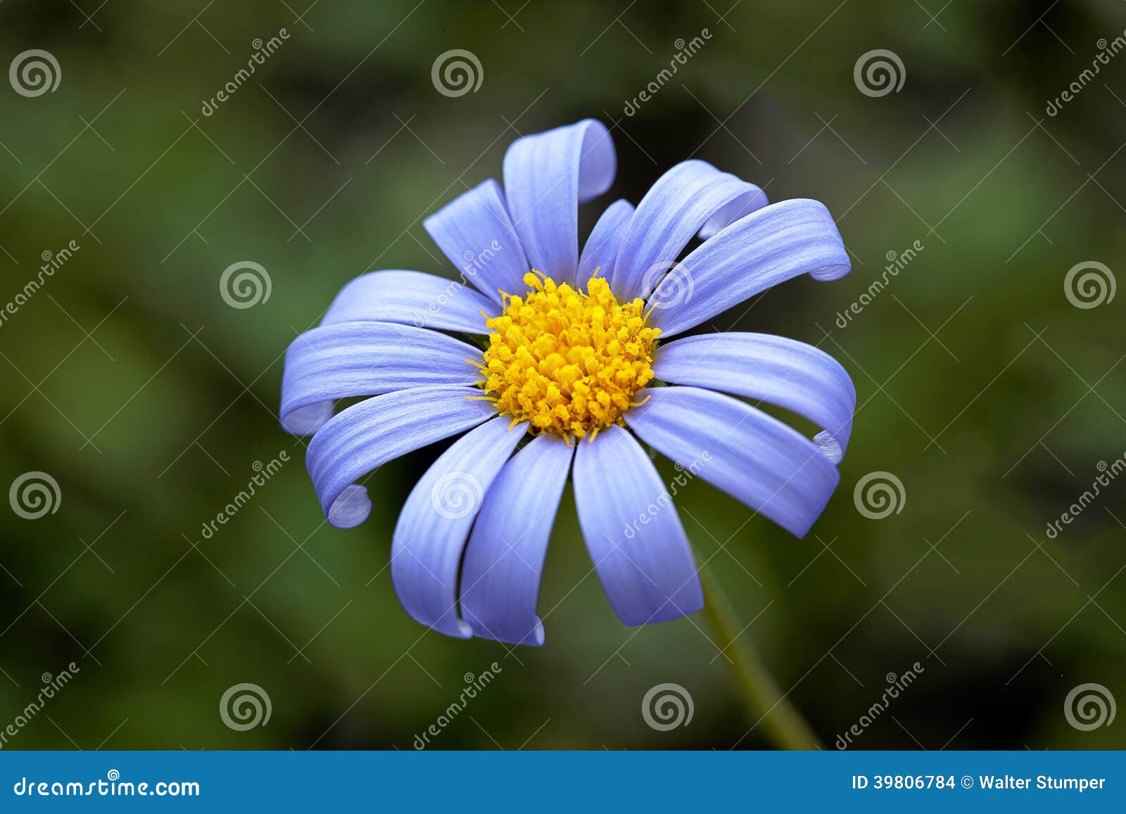 Blue daisy stock photo. Image of single, beautiful, flora - 39806784