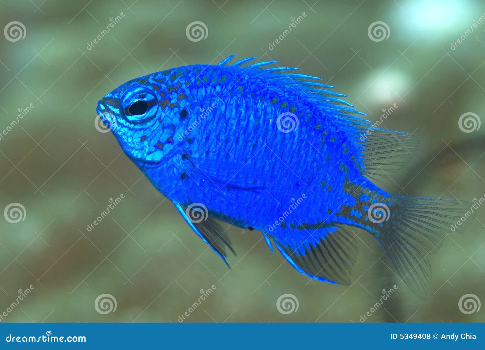 683 Blue Damsel Fish Stock Photos - Free & Royalty-Free Stock Photos ...