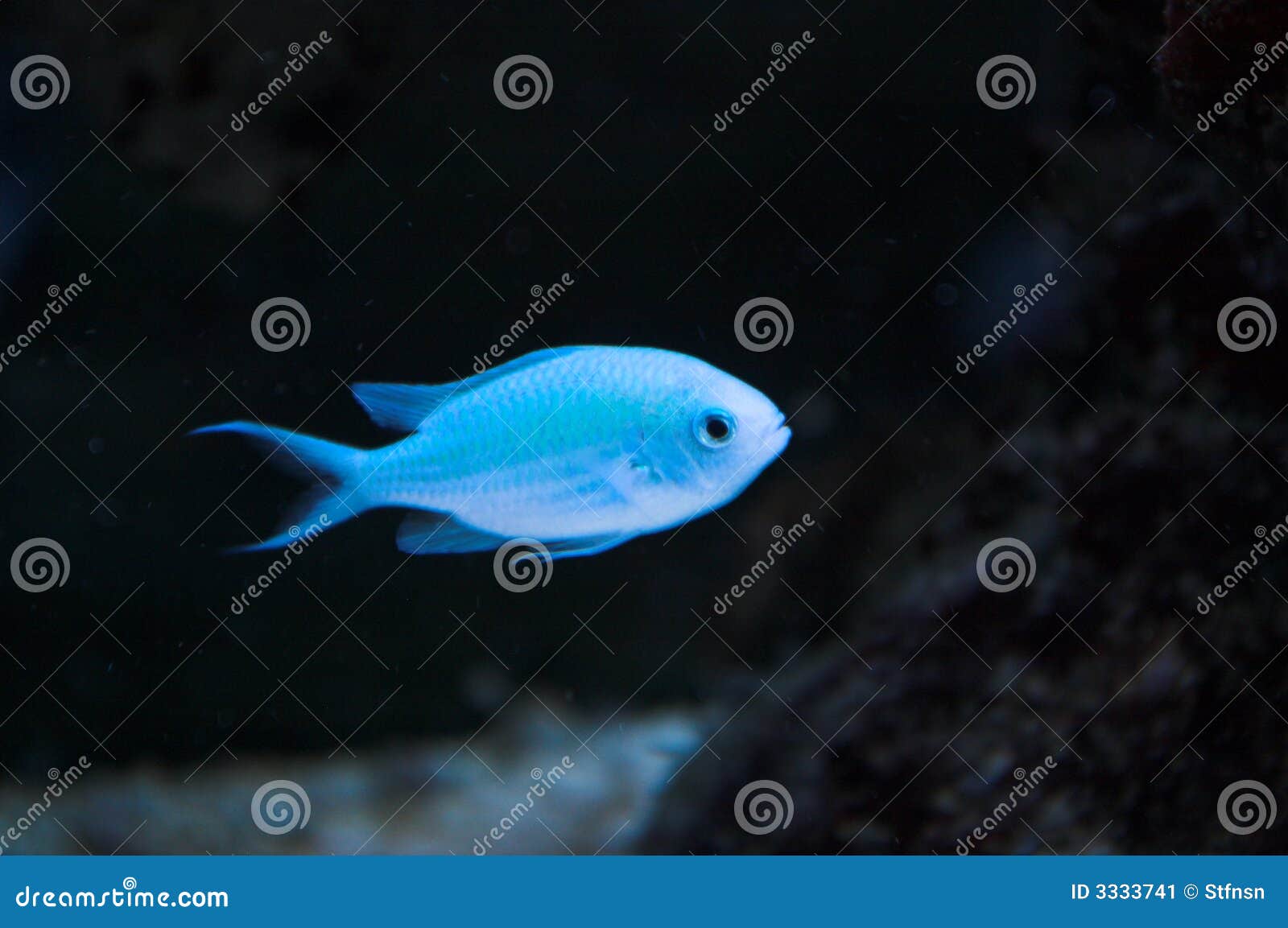 Blue Damsel Fish in Aquarium Stock Image - Image of fish, swim: 3333741
