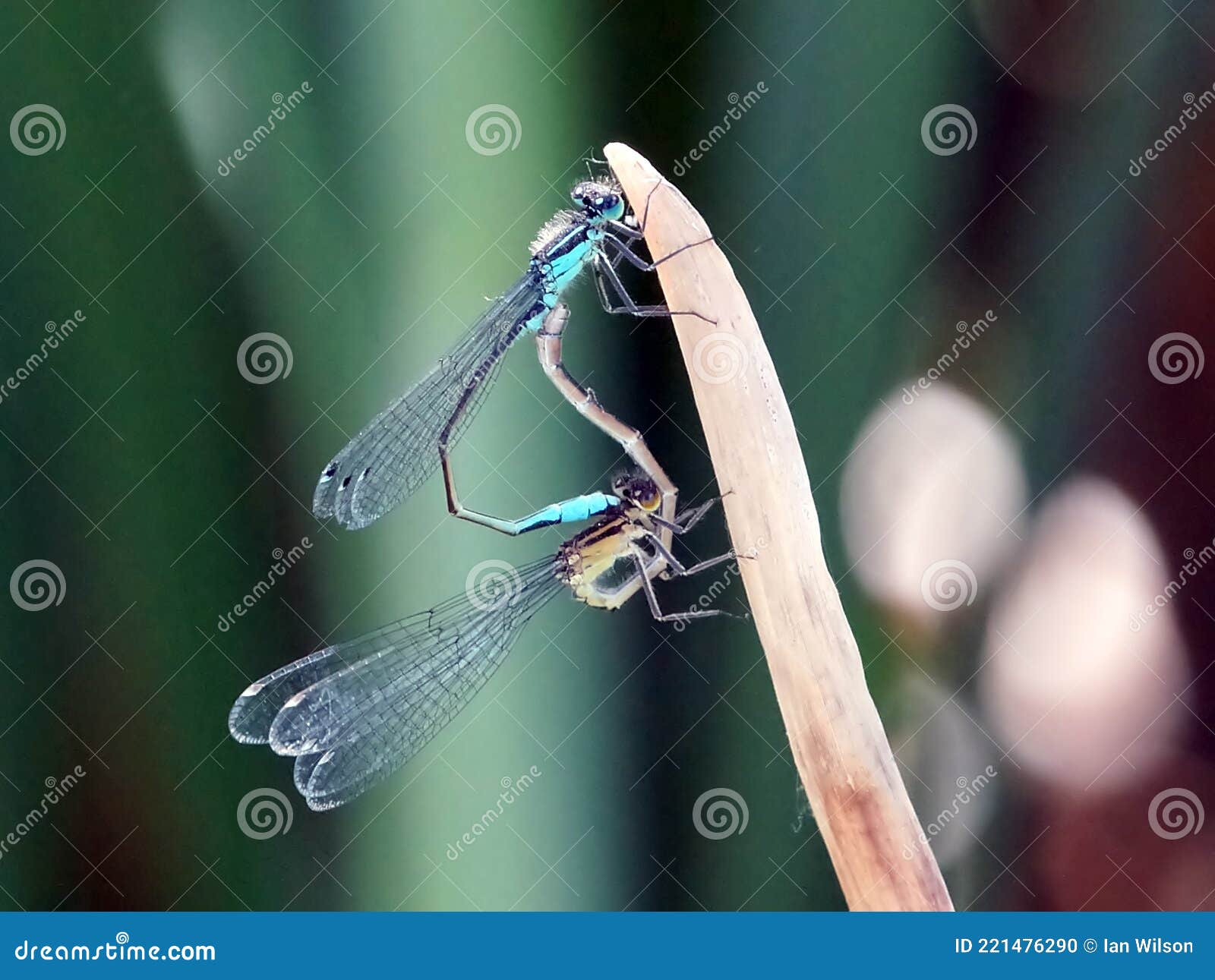 Damselflies Mating Royalty-Free Stock Photography | CartoonDealer.com ...