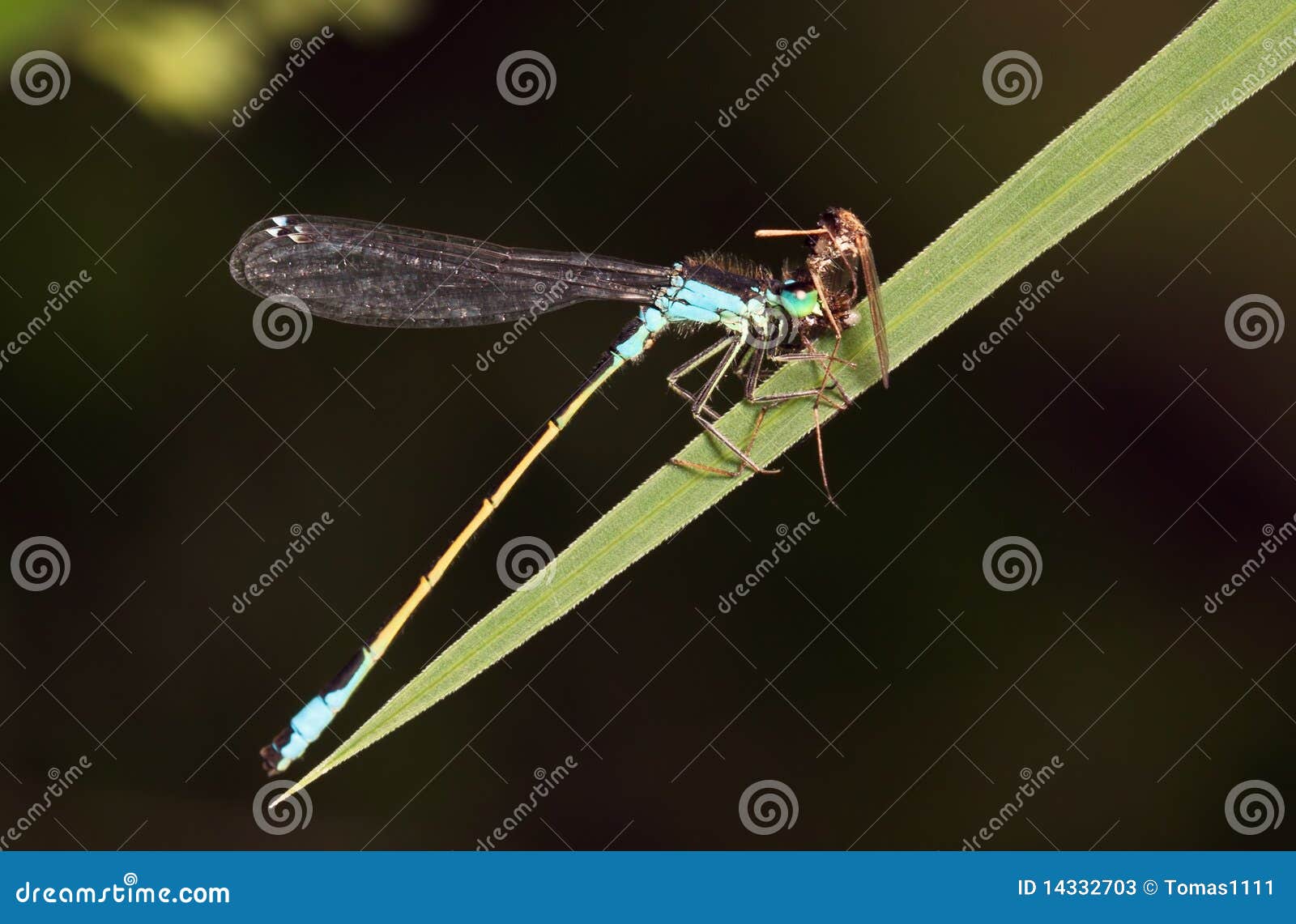 Blue damselfly stock image. Image of detail, housefly - 14332703