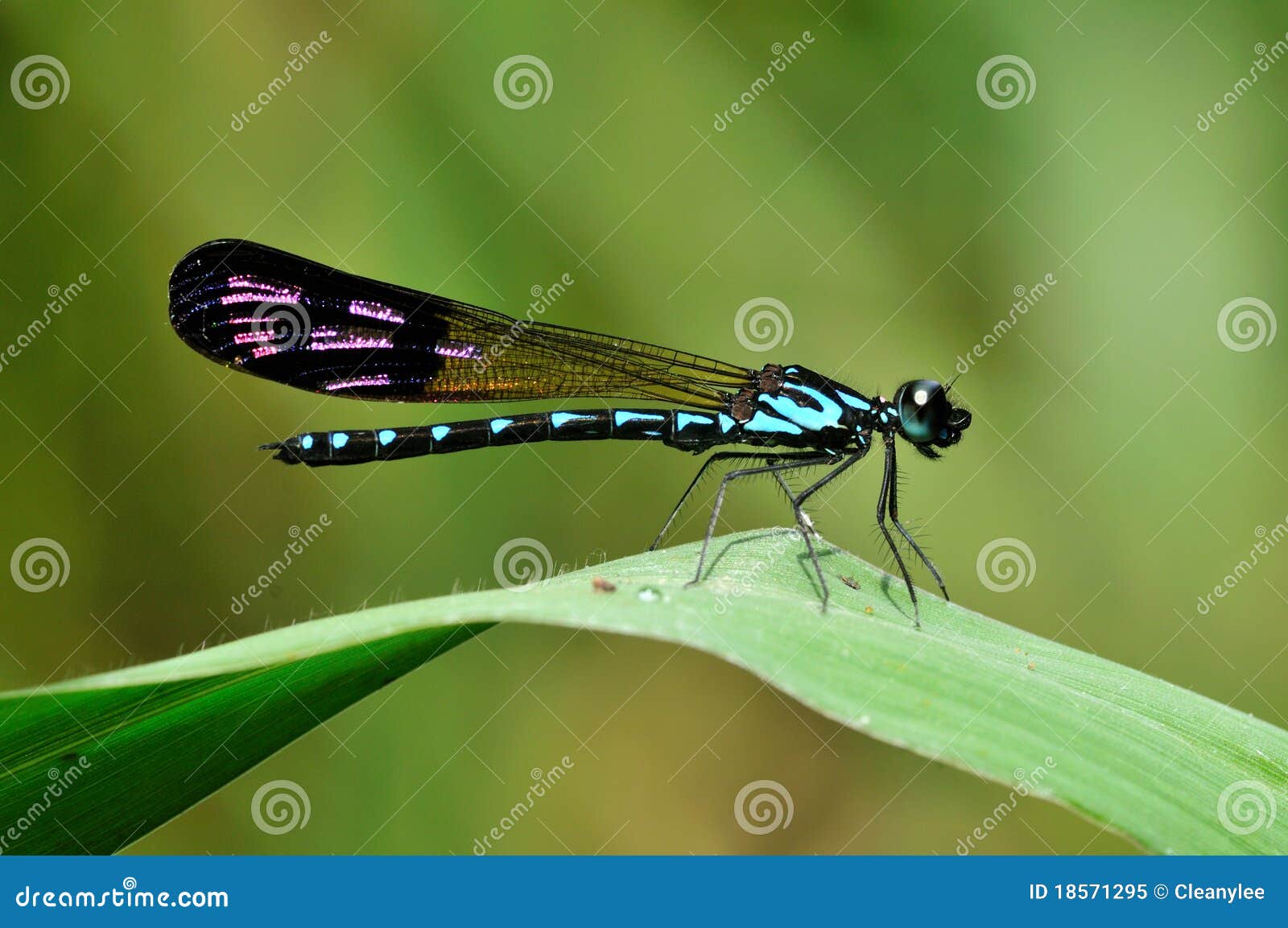 Blue Damselfly stock image. Image of purple, damselfly - 18571295