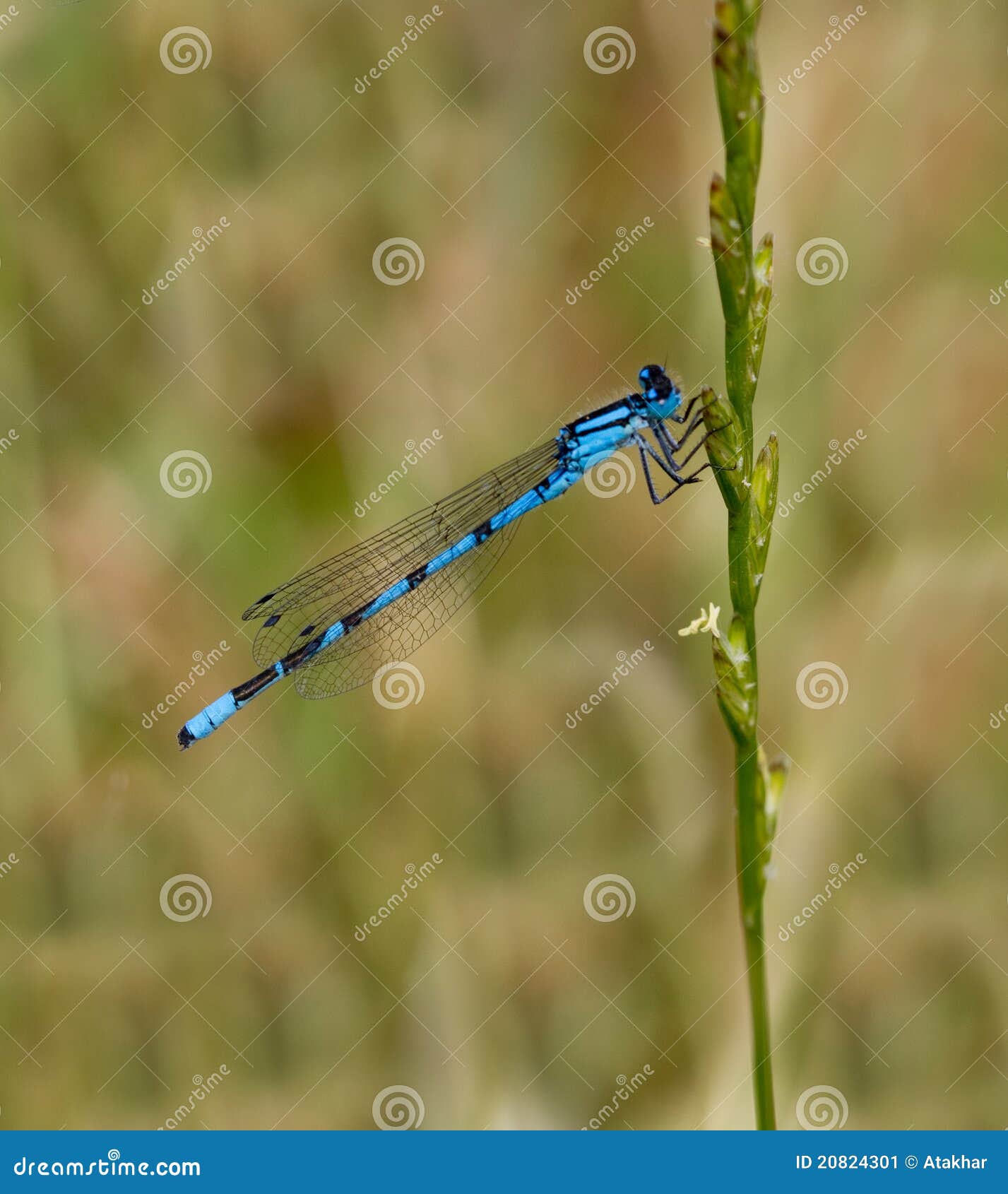 Blue damselfly stock image. Image of male, fauna, colour - 20824301