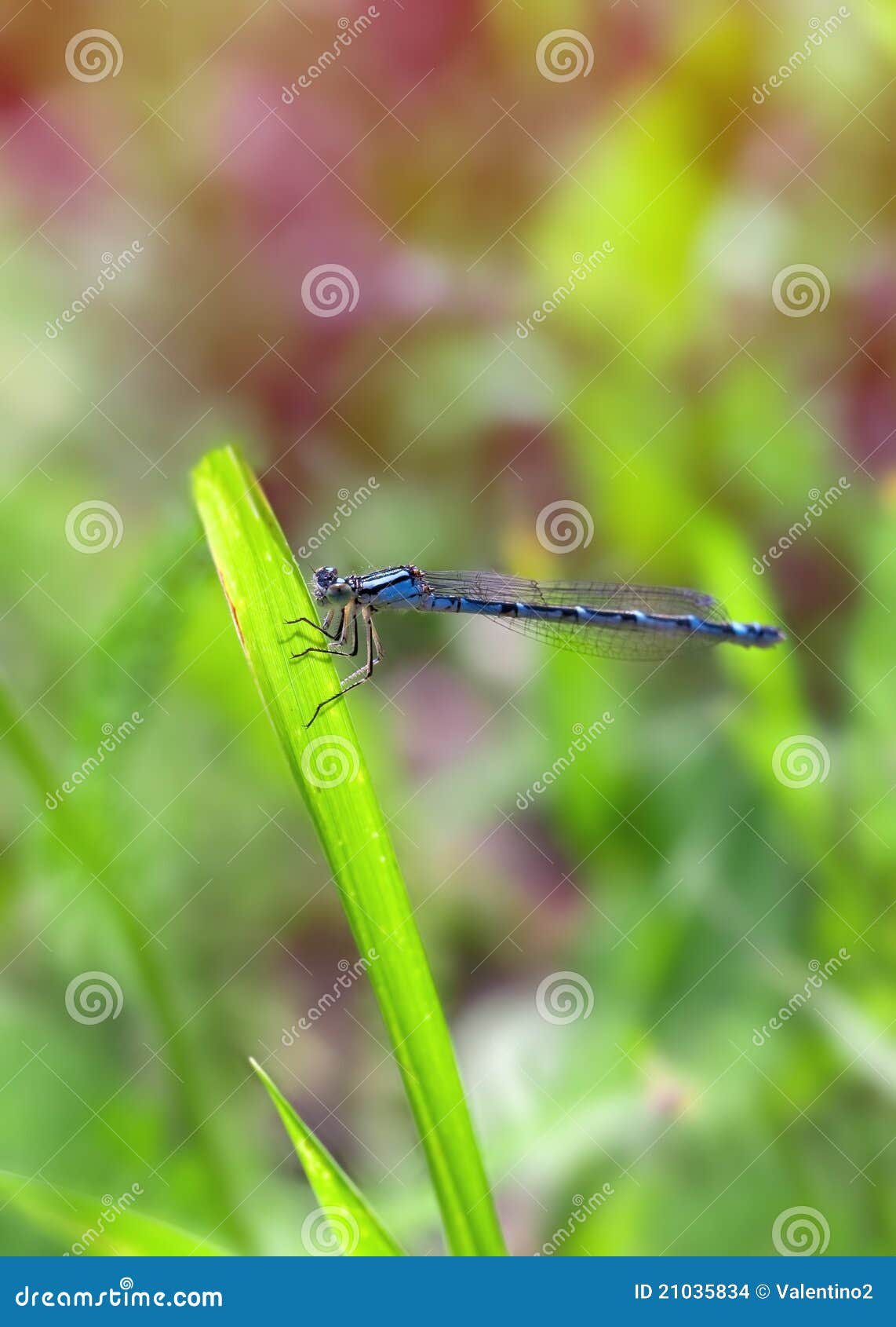 Blue damselfly stock photo. Image of macro, detail, common - 21035834