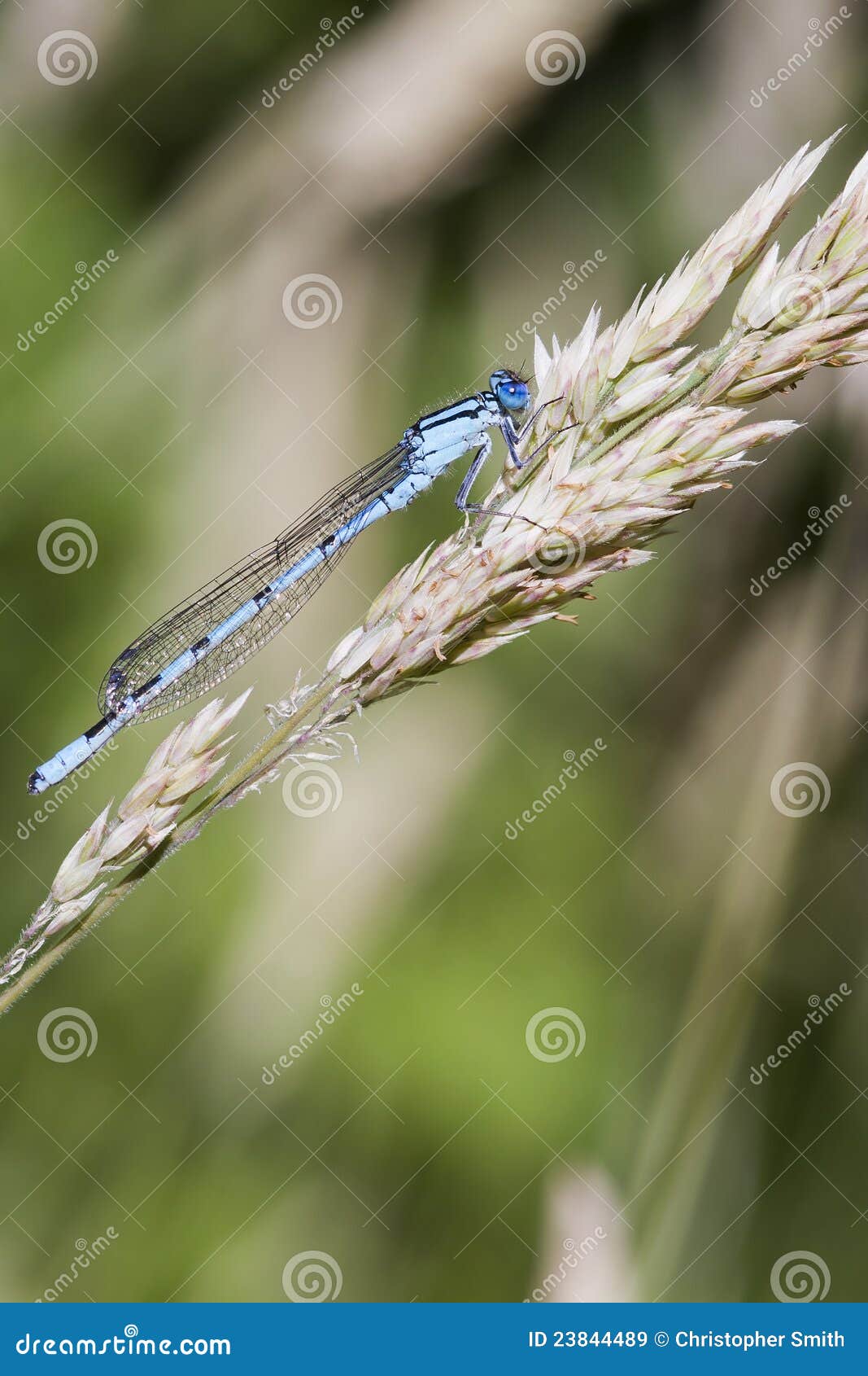 Blue Damselfly stock image. Image of reed, grass, fragility - 23844489