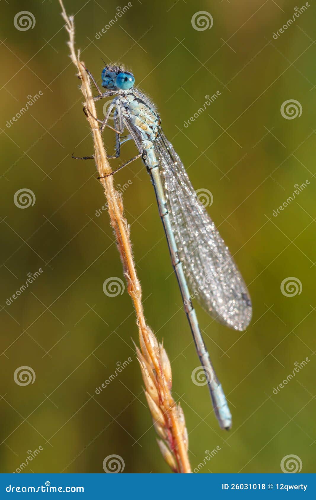 Blue damselfly stock photo. Image of insect, fragile - 26031018