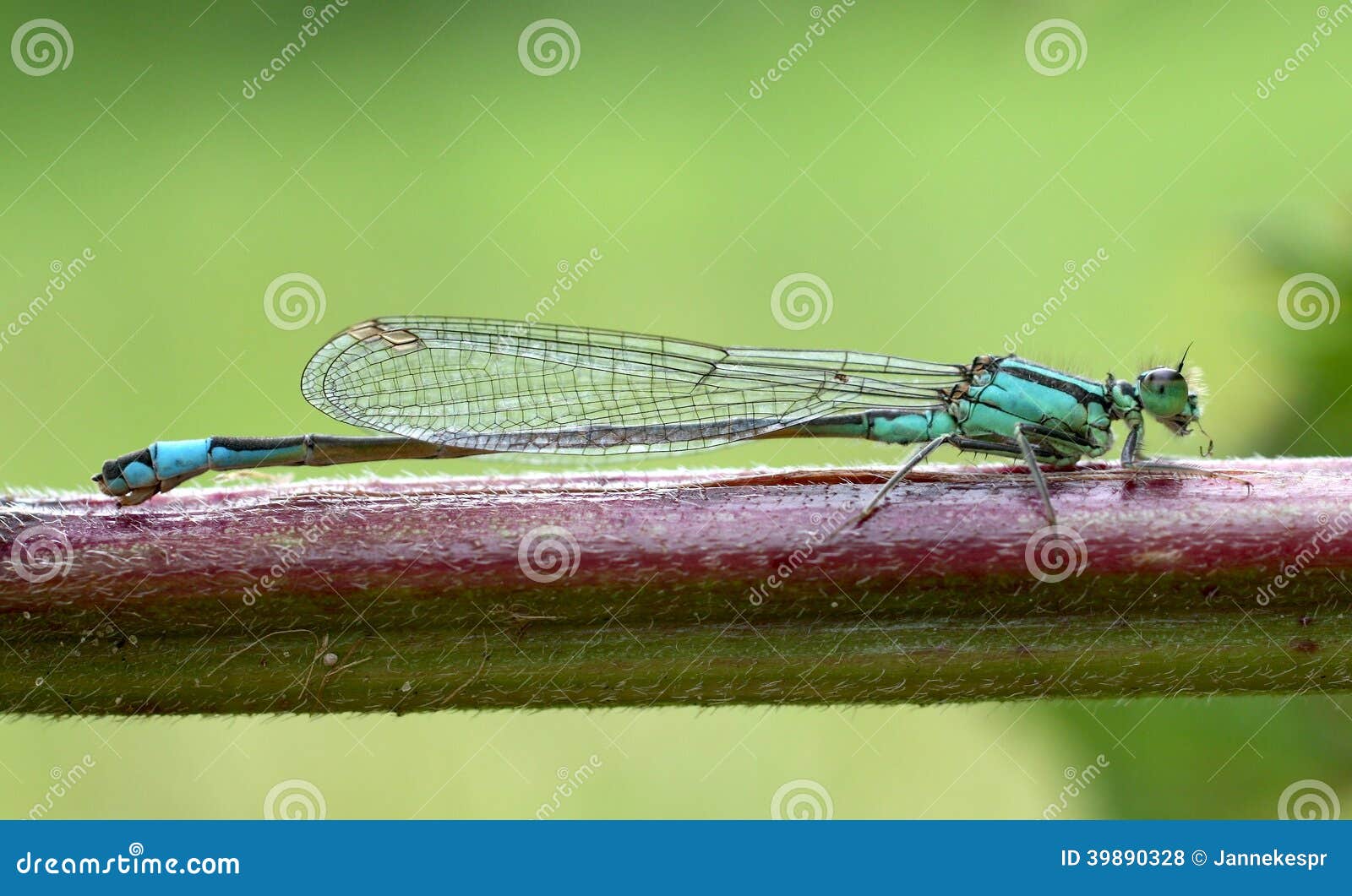 Blue damselfly stock photo. Image of macro, fauna, tailed - 39890328