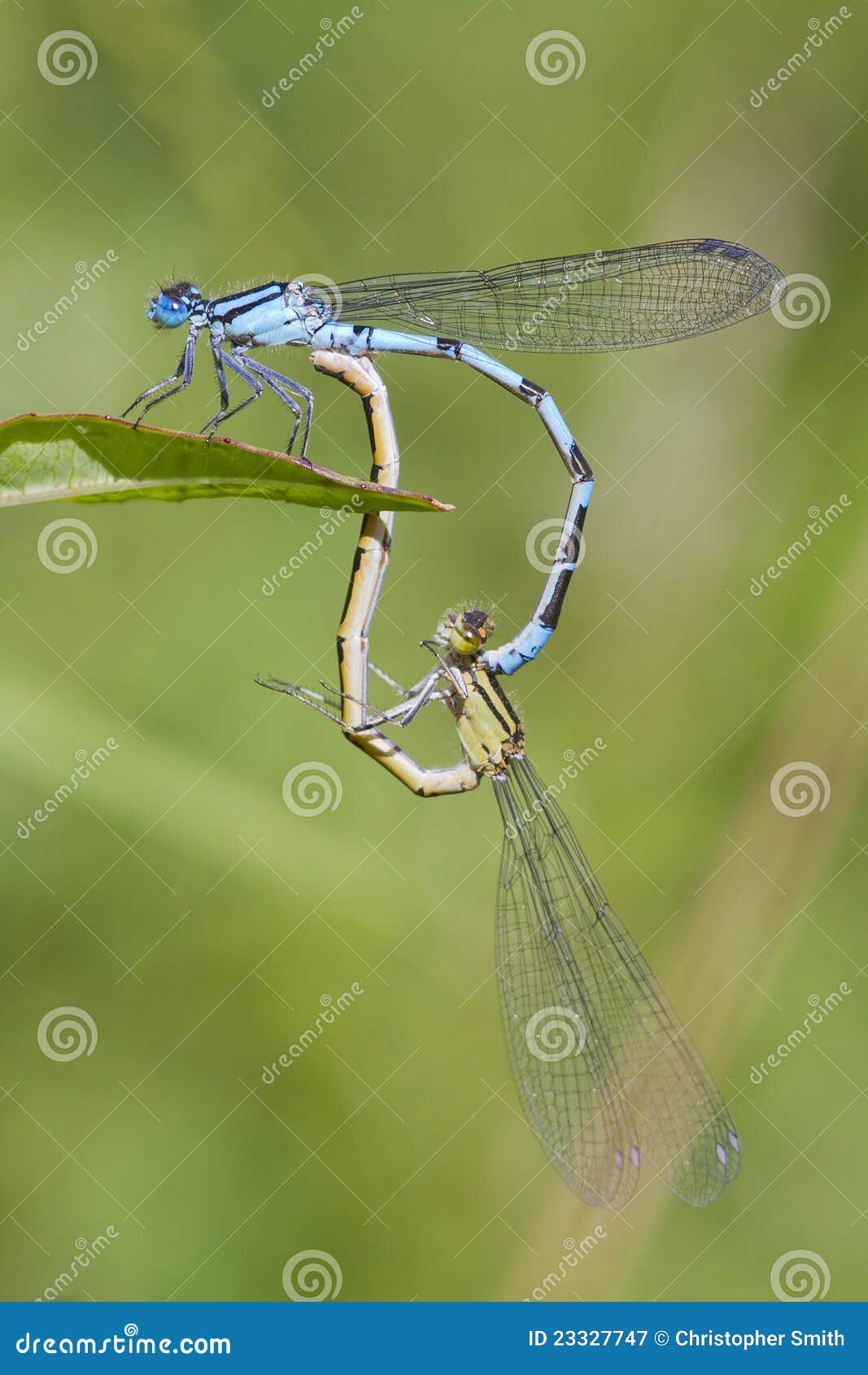 Blue Damselfly mating stock image. Image of mating, invertebrate - 23327747
